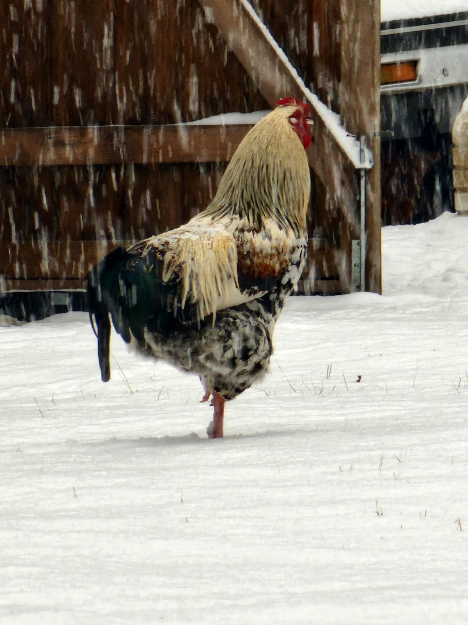 Chickens and snow in Alabama - al.com