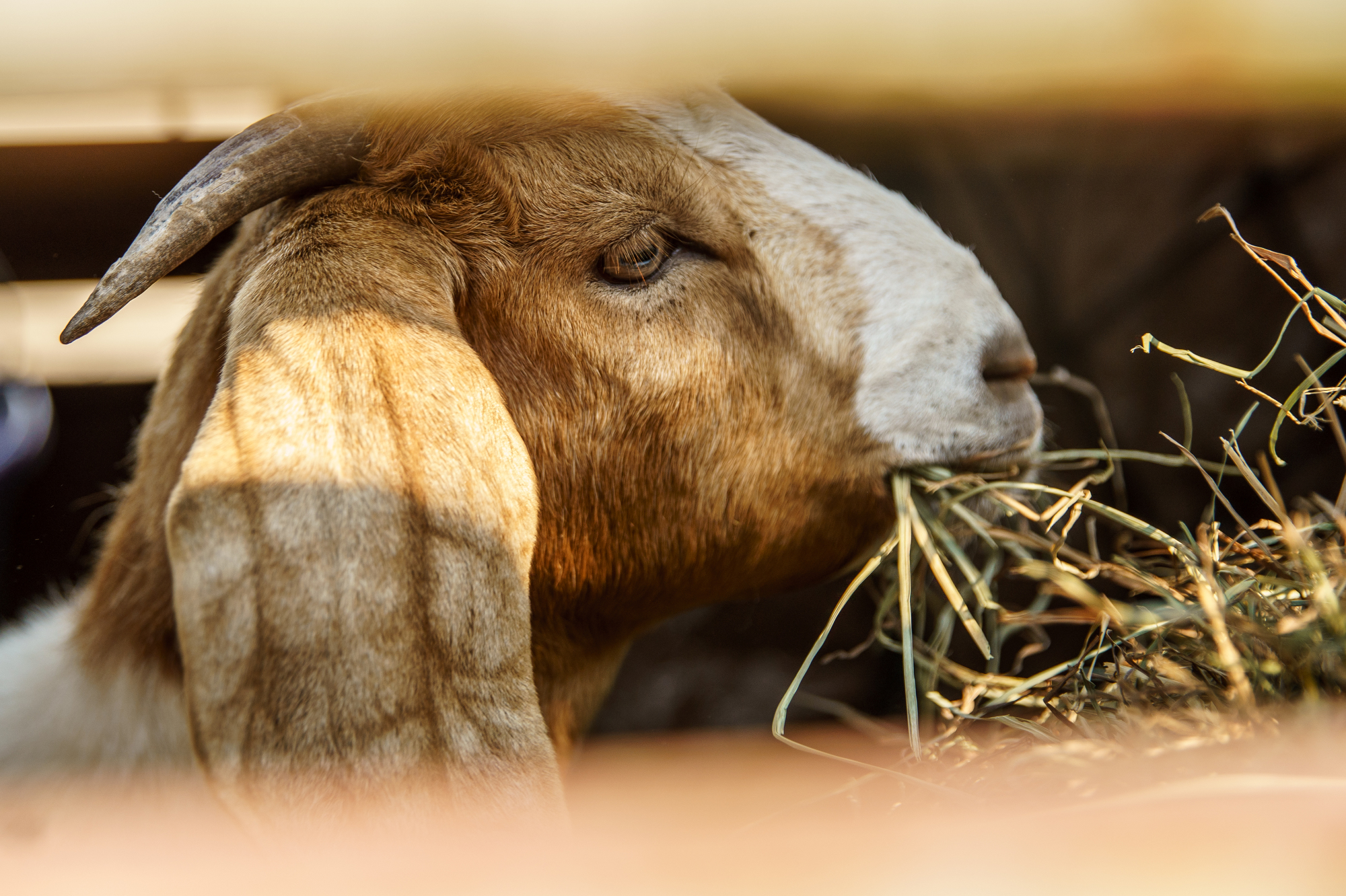 Fire erupts at Milo McIver State Park in Clackamas County - oregonlive.com