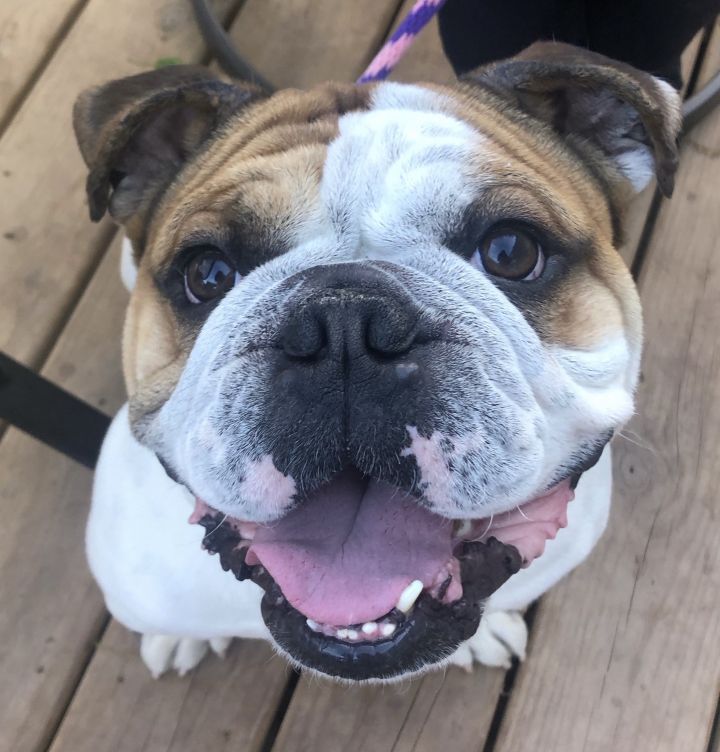 N.J. pets in need: May 24, 2021 - nj.com