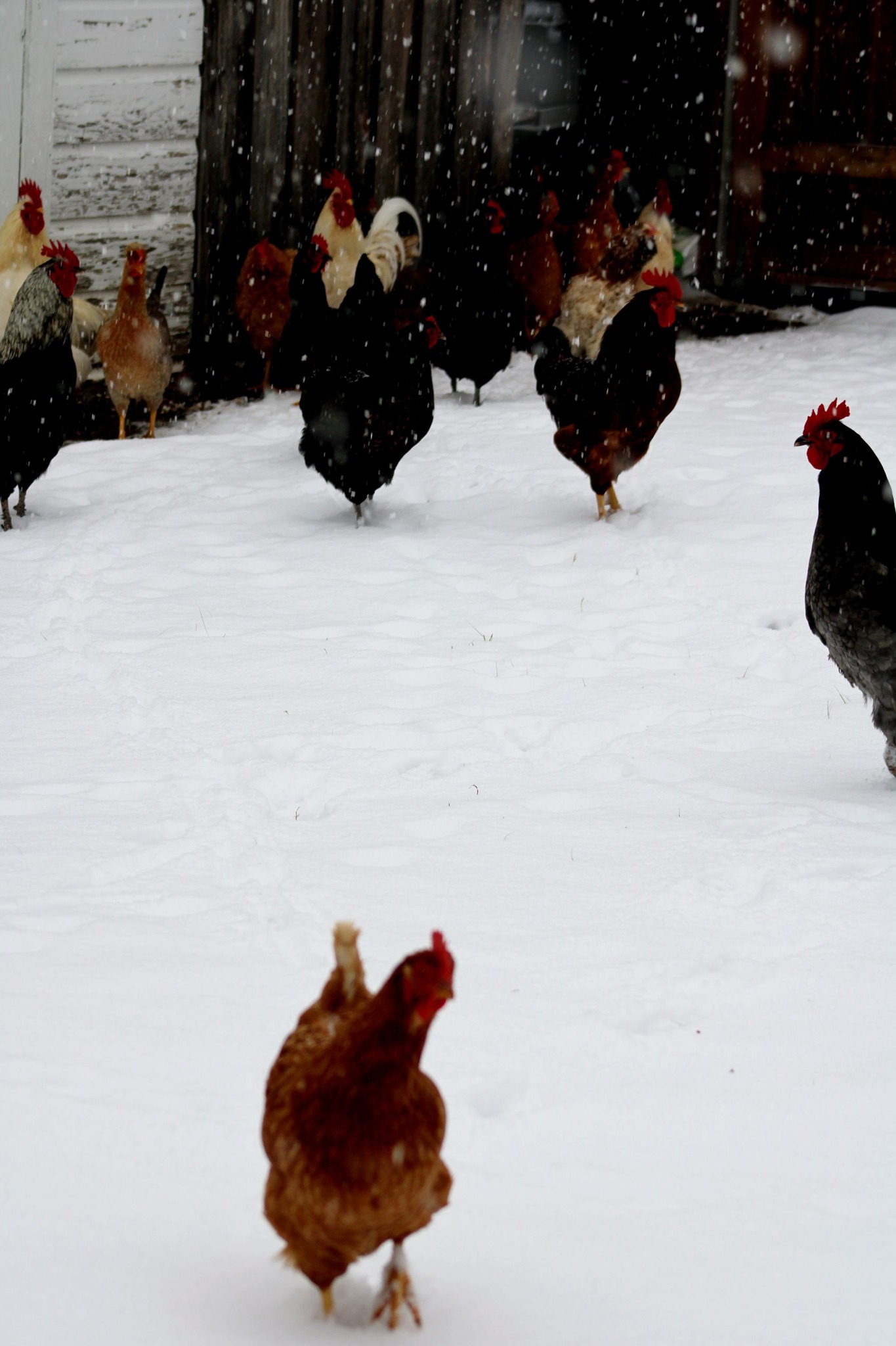 Chickens and snow in Alabama - al.com
