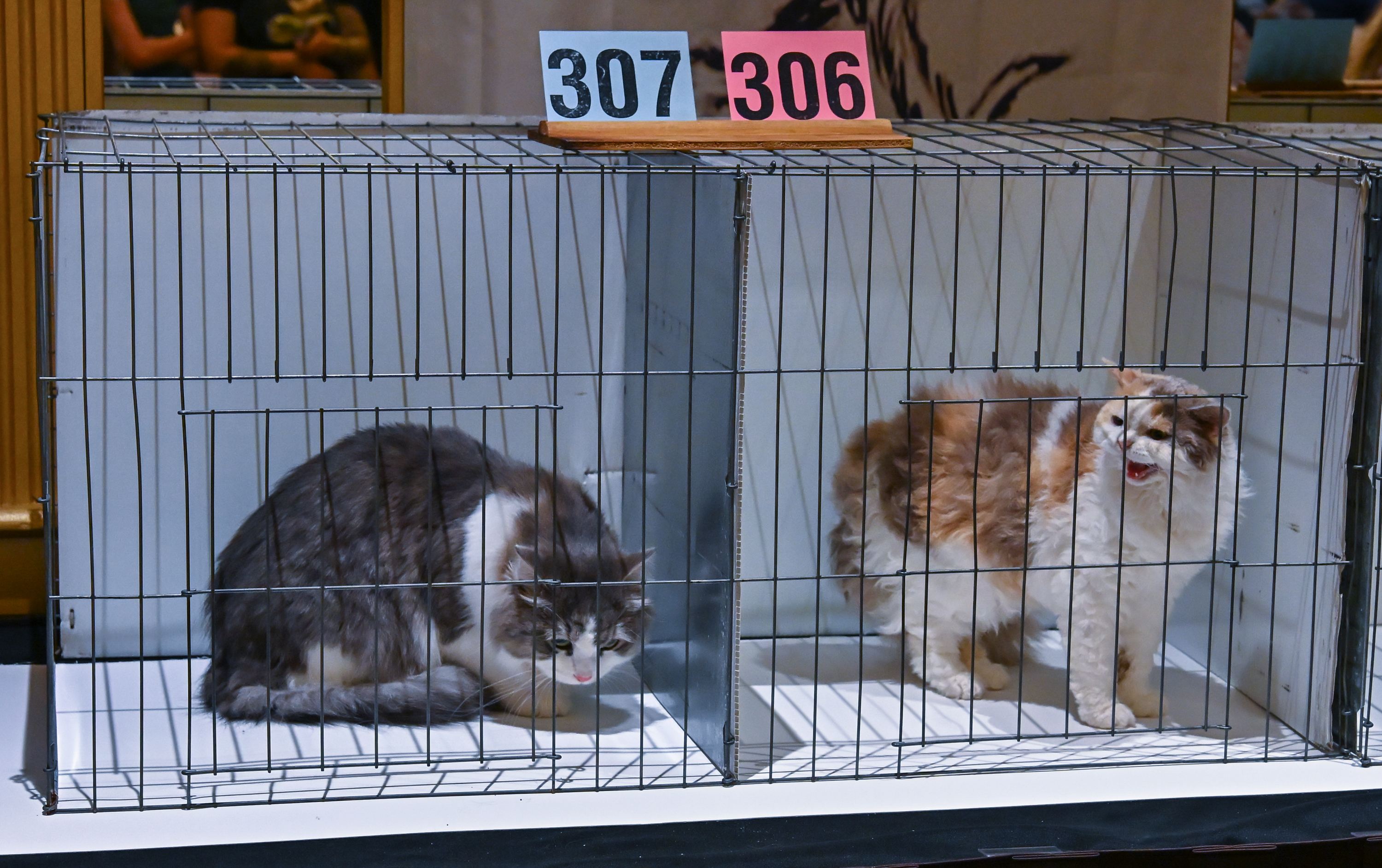 Whiskered wonders prowl at Springfield cat show - masslive.com