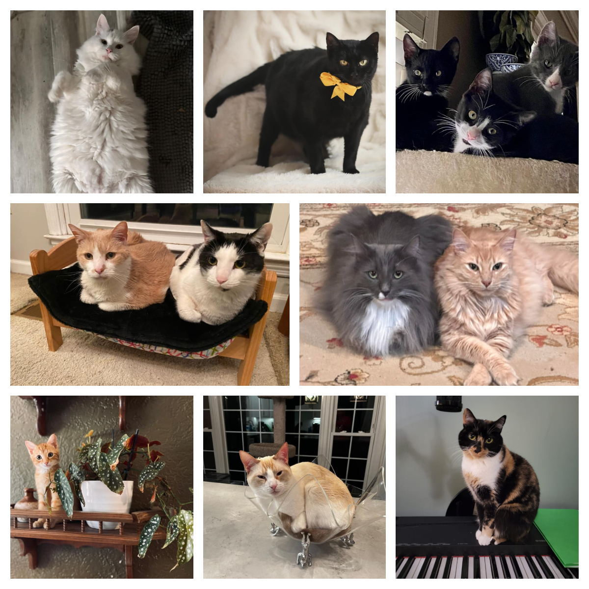Rescue cats in Alabama - al.com