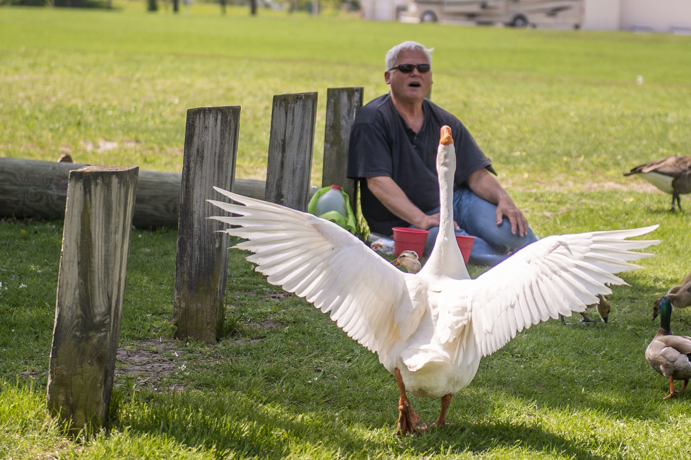 Bay City Bigelow Park’s singular white goose has died - mlive.com