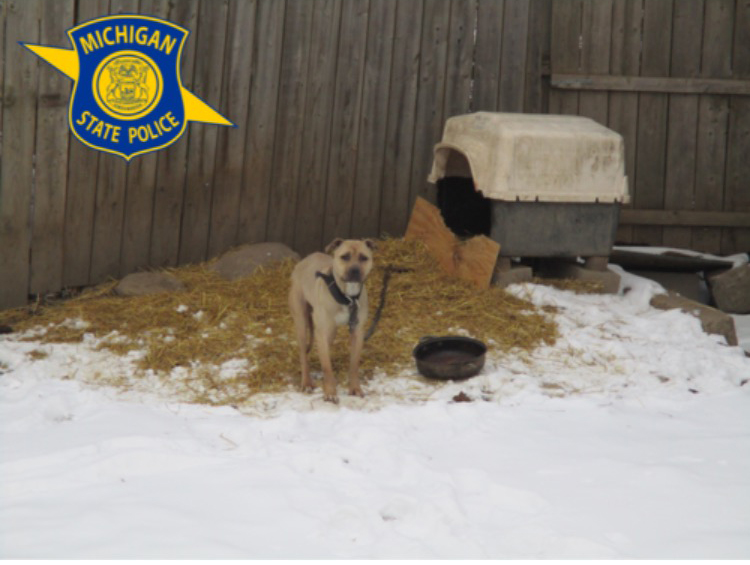 Police discover large dog fighting ring in Flint - mlive.com