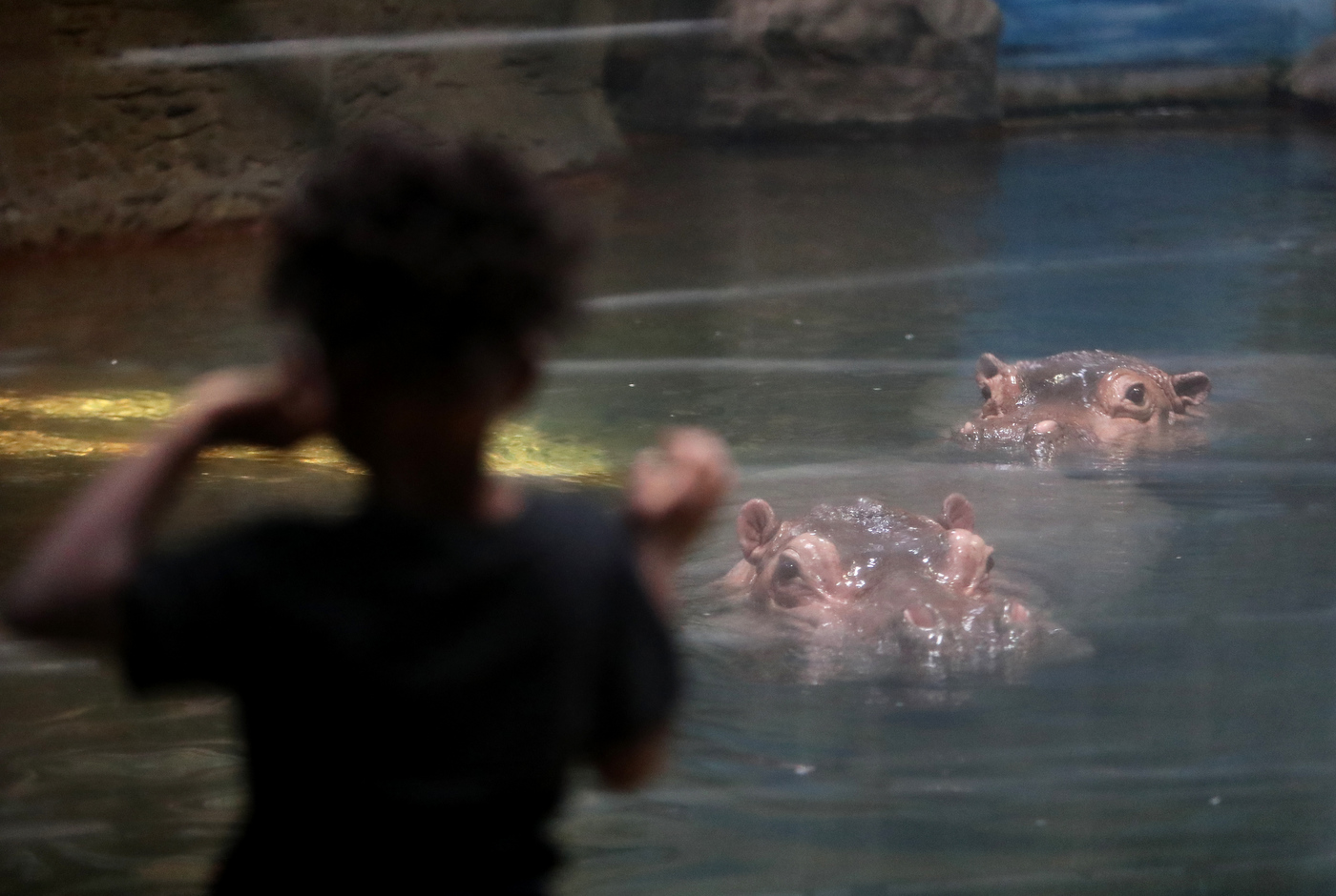 Adventure Aquarium in Camden reopens following coronavirus shutdown ...