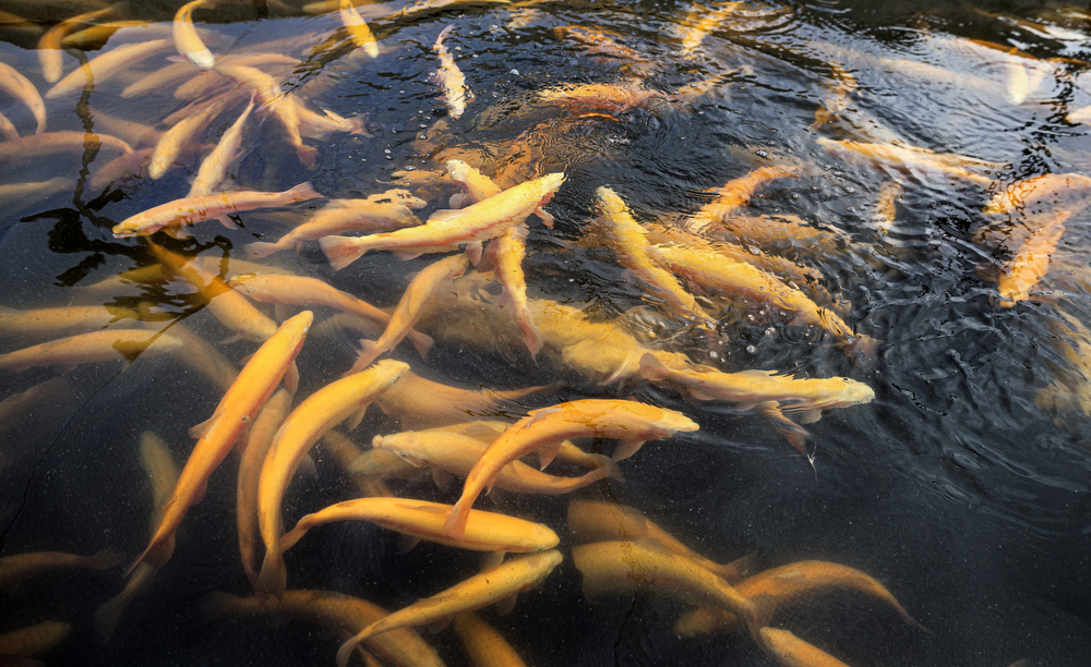 Pennsylvania trout stocking 2024 - pennlive.com