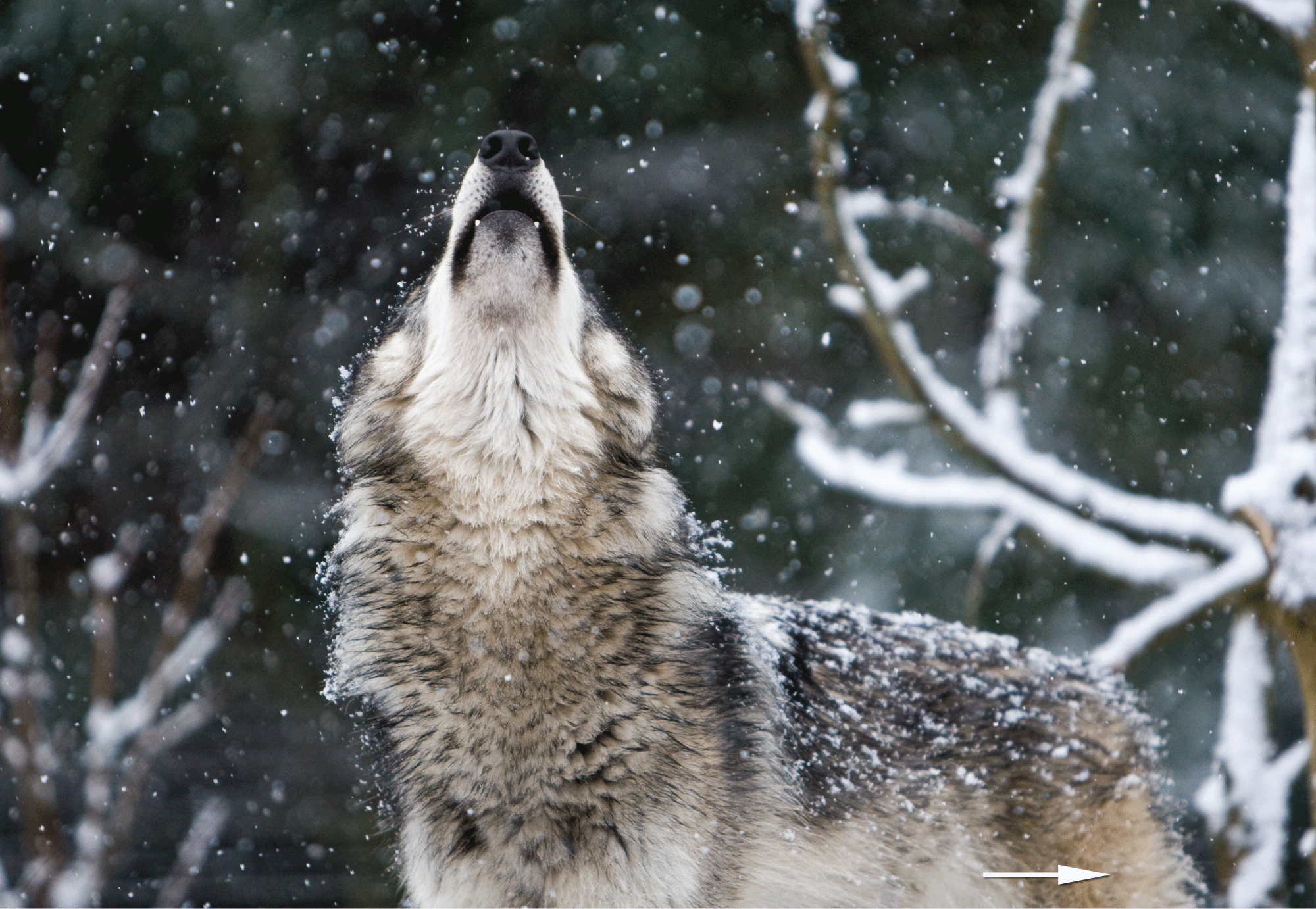 Old Gray Wolf Tumblr