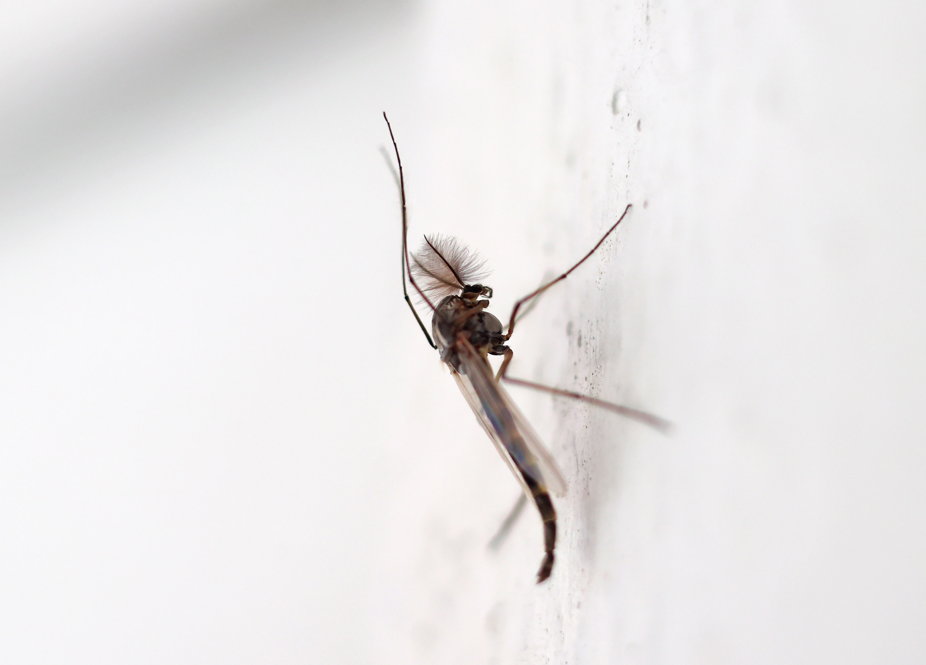 Midges are emerging around Northeast Ohio, May 17, 2024 - cleveland.com