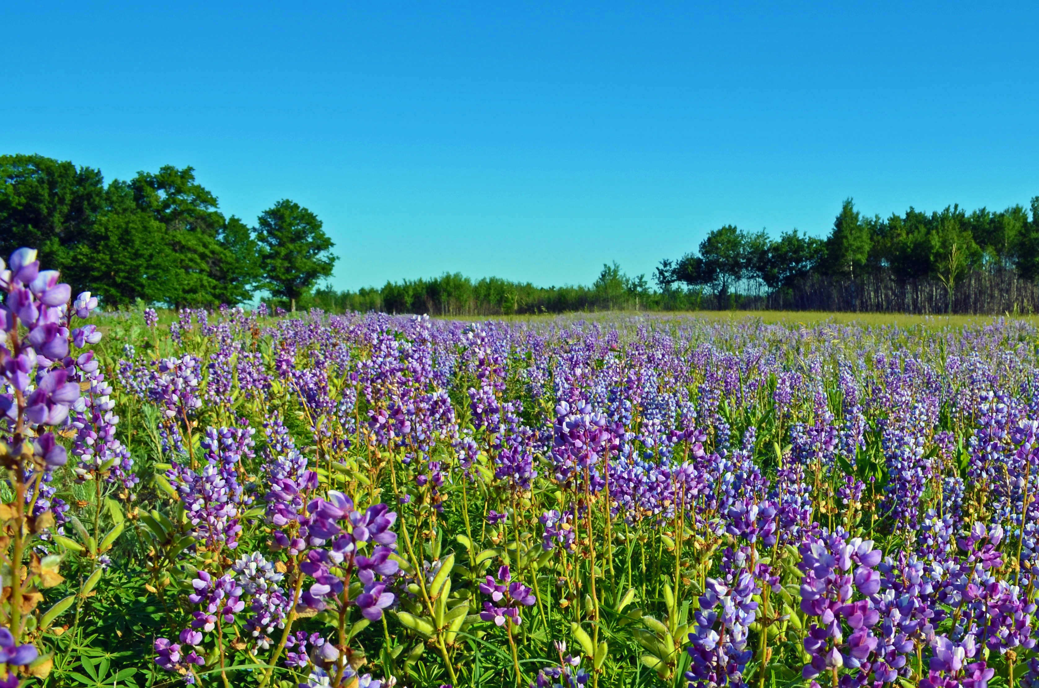 Michigan's native sundial lupine wildflower - mlive.com