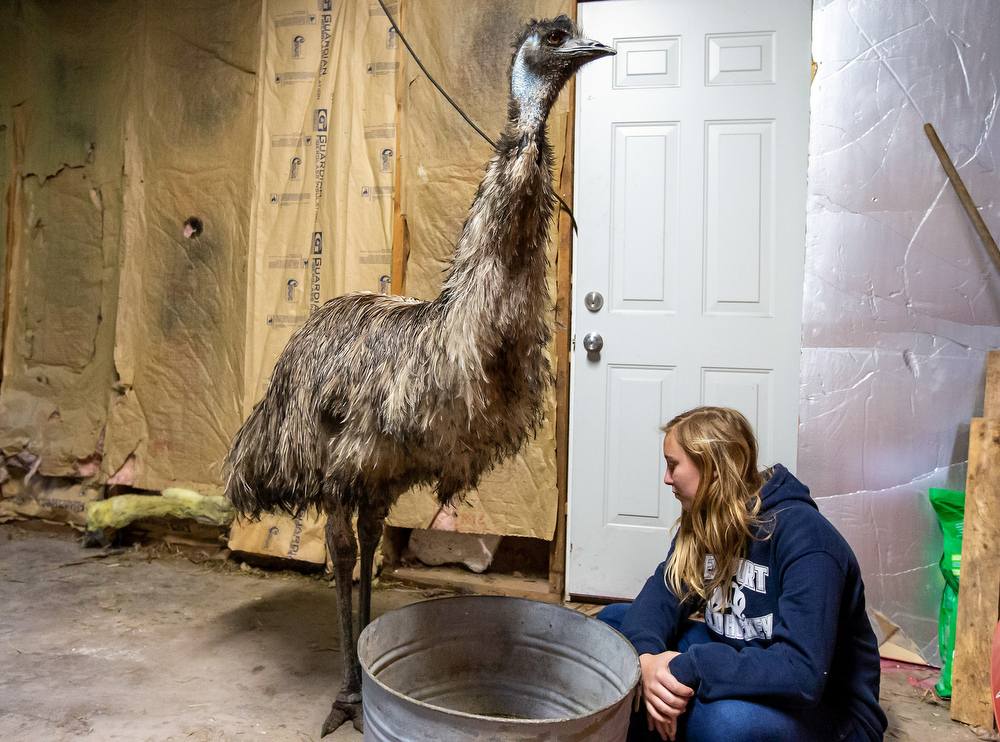 Escaped emu captured in Newport - pennlive.com
