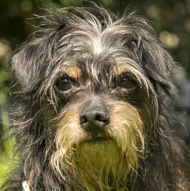 N.J. pets in need: Sept. 28, 2020 - nj.com