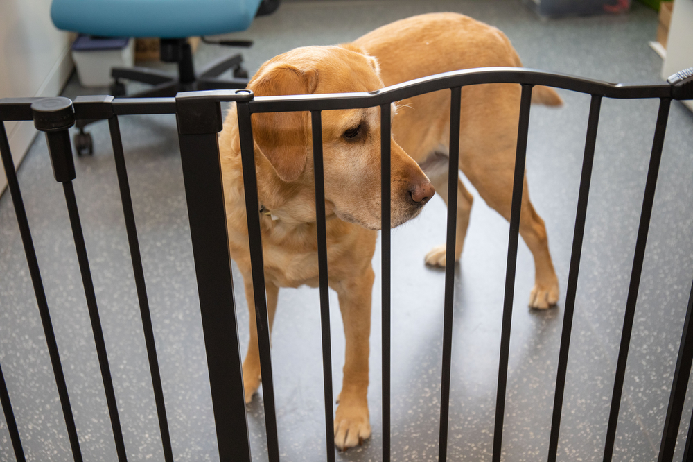 Susquehanna Service Dogs opens new training center in East Hanover ...