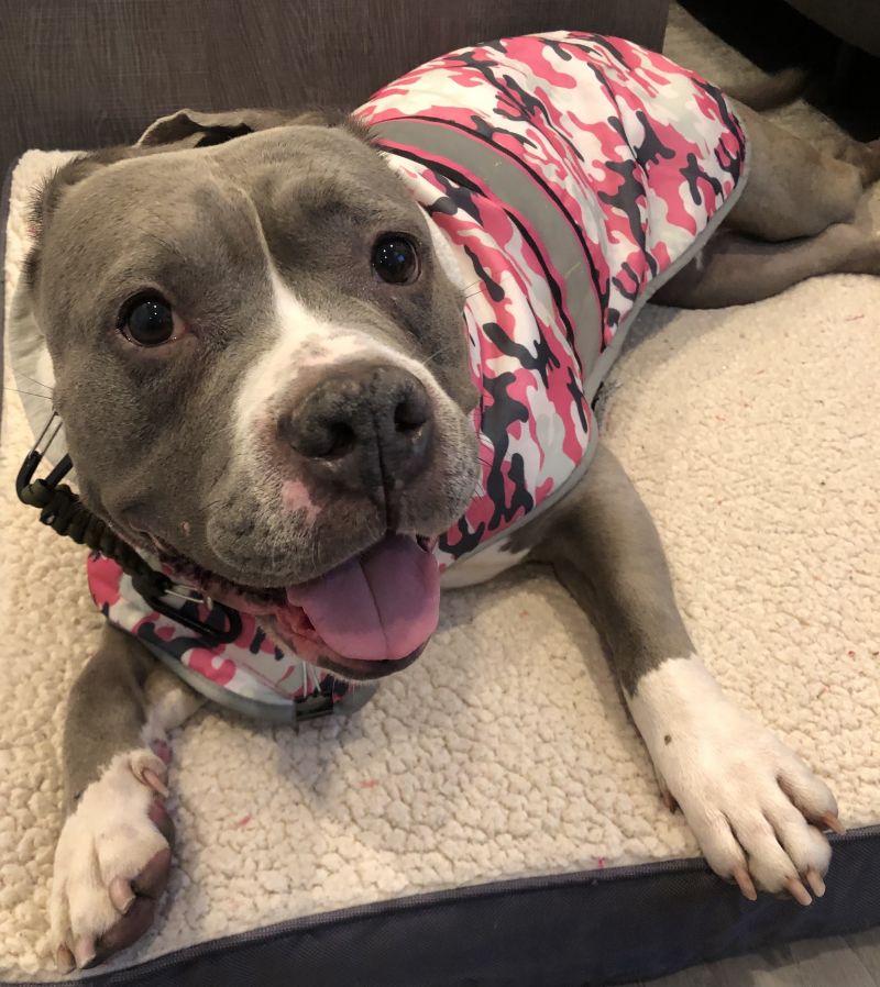 Spread love to these adoptable friends: Feb 6-7 - silive.com