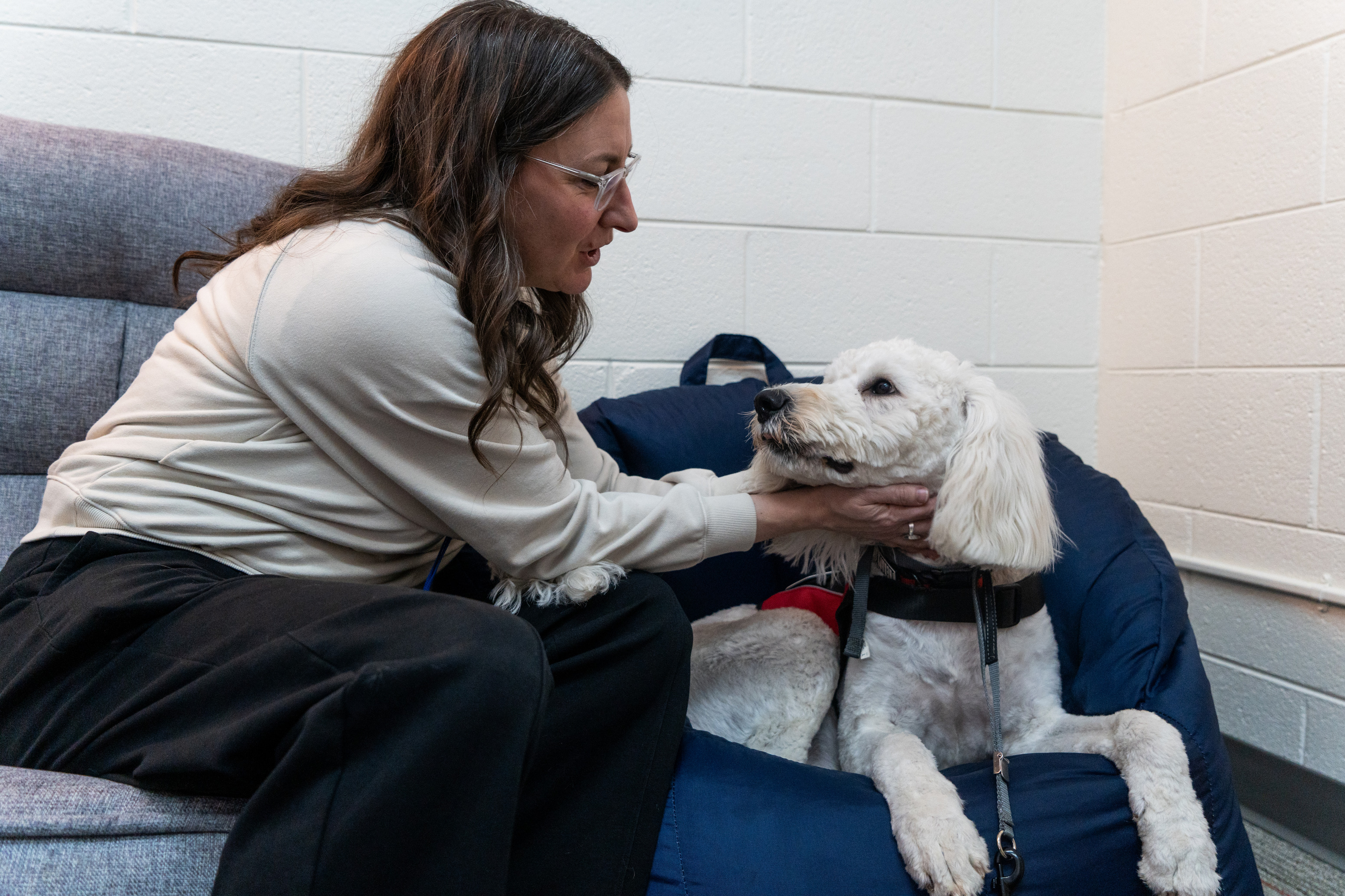 Winston the comfort dog is the newest staff member at this Michigan ...