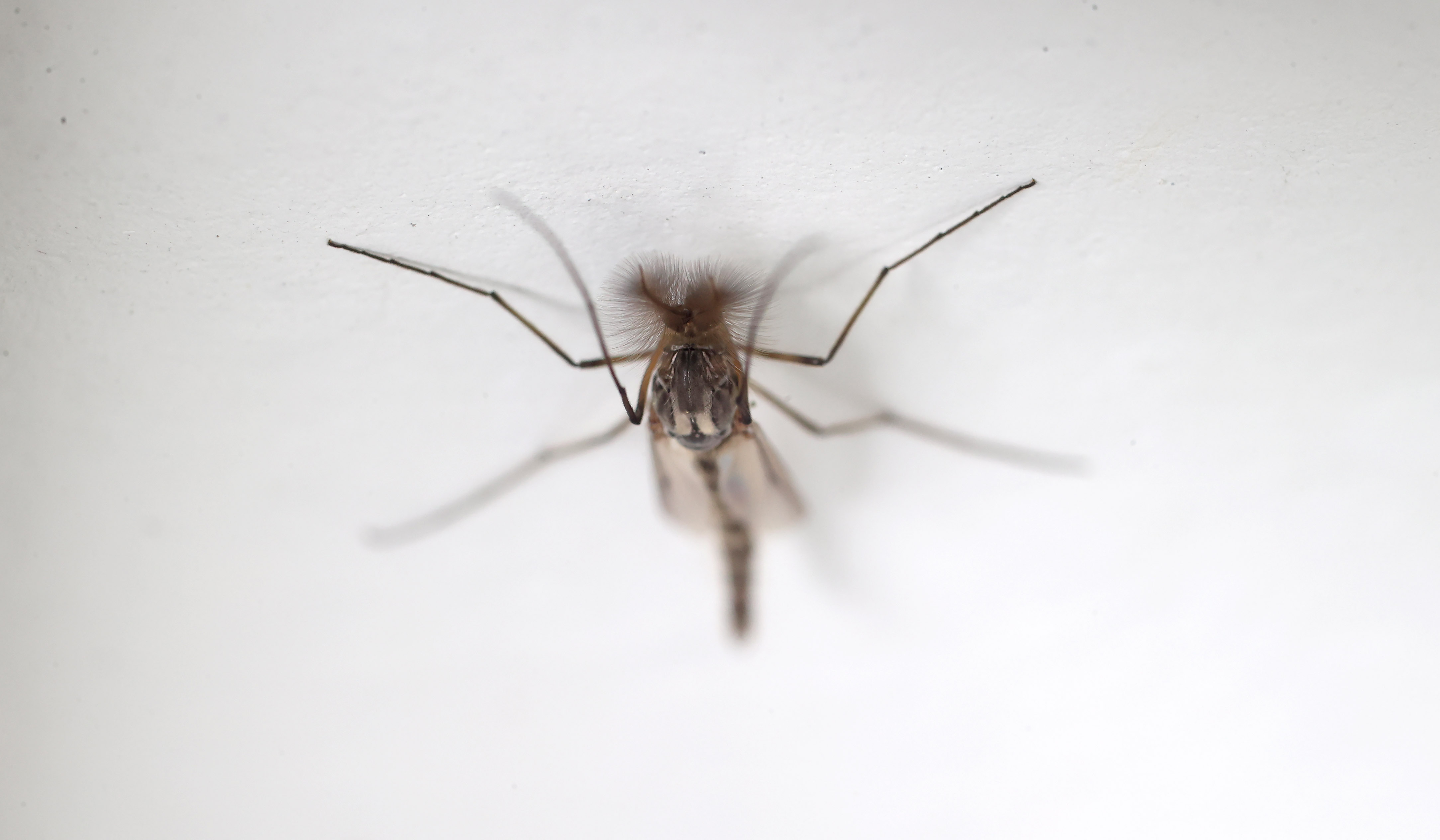 Midges are emerging around Northeast Ohio, May 17, 2024 - cleveland.com