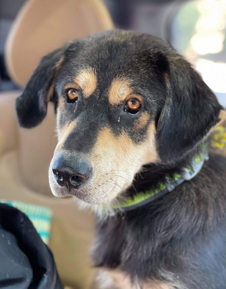 N.J. pets in need: Aug. 23, 2021 - nj.com