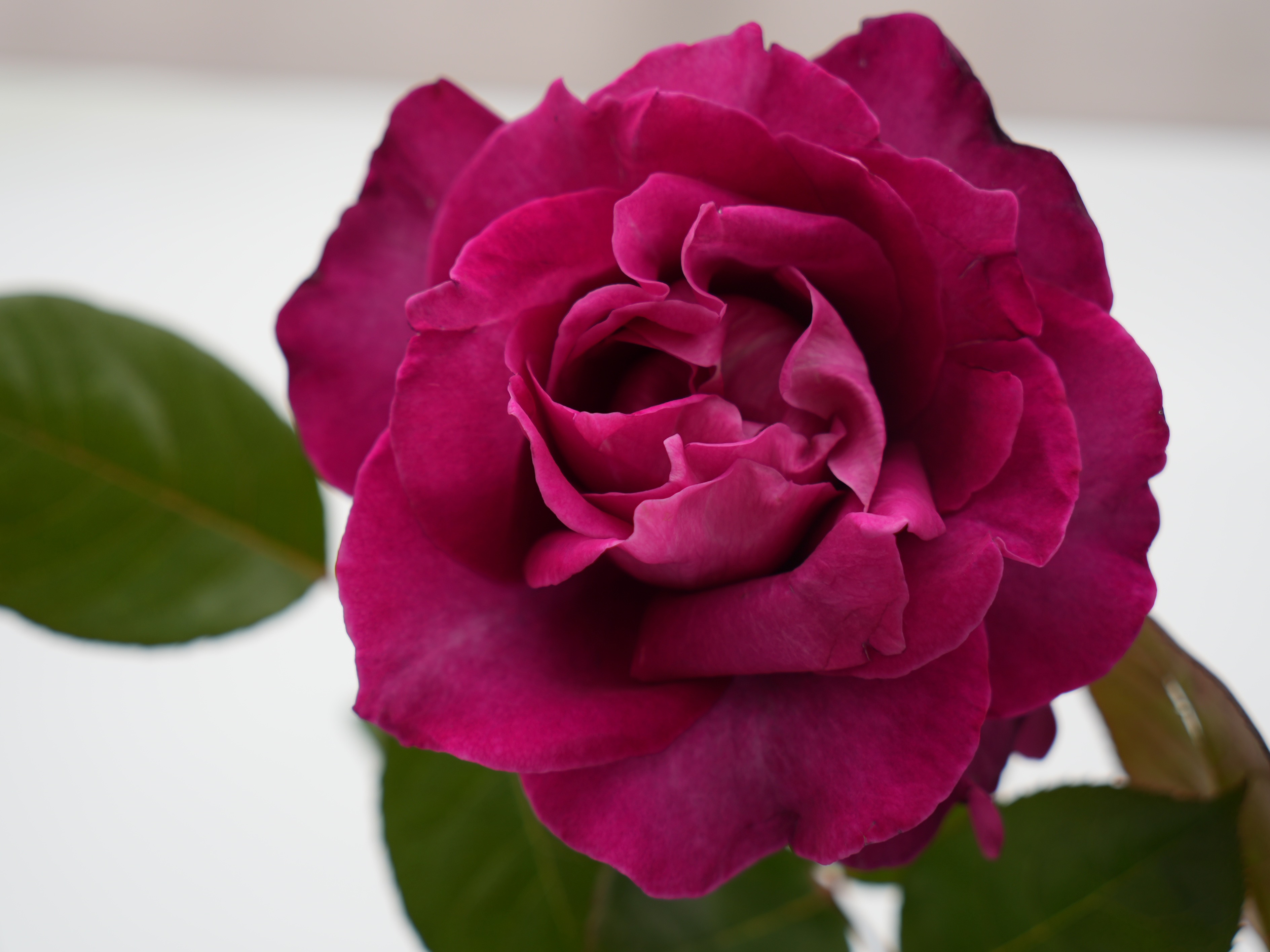 2022 Spring Rose Show - oregonlive.com