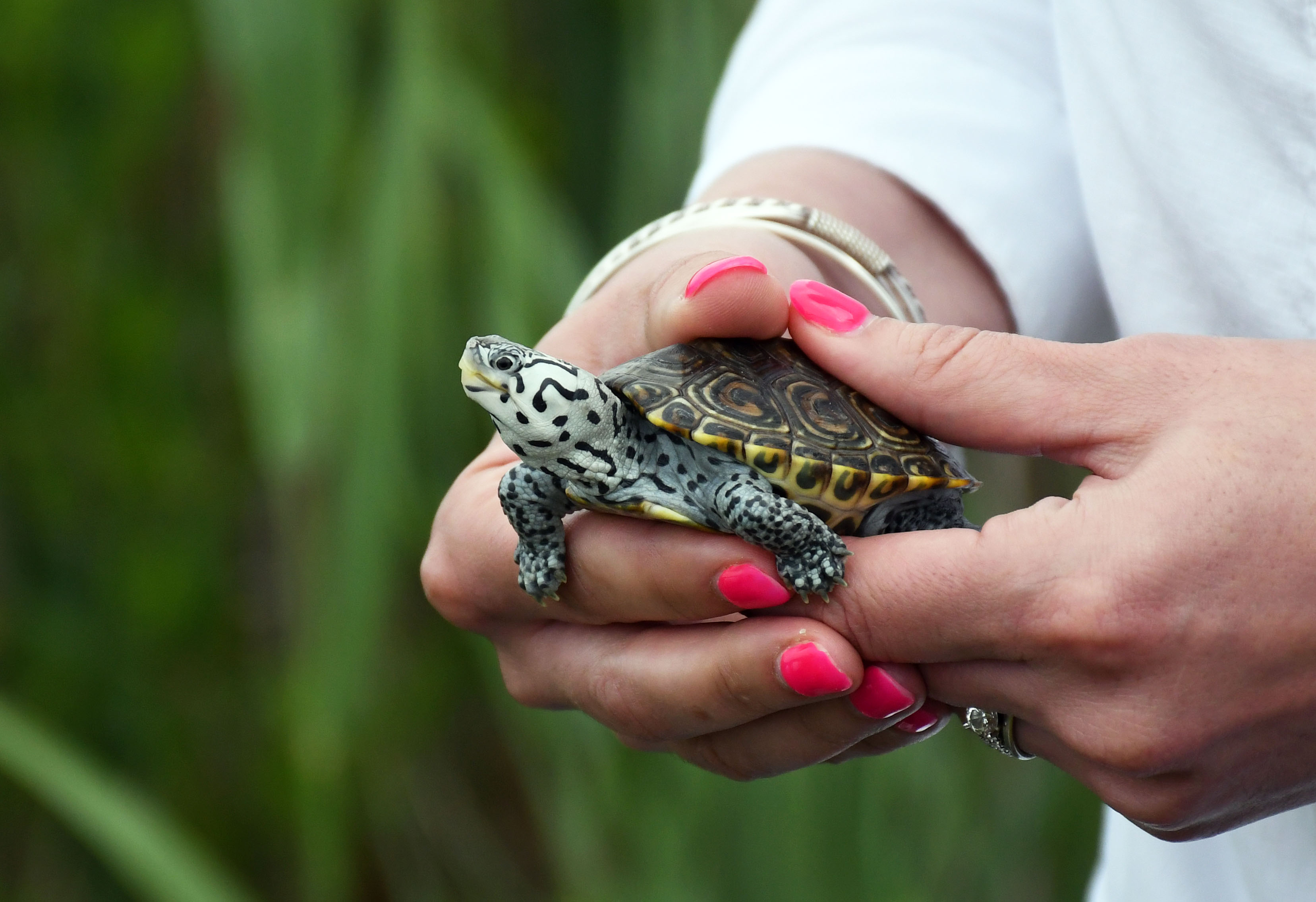 Stockton terrapins released into the marshes of Cape May County - nj.com