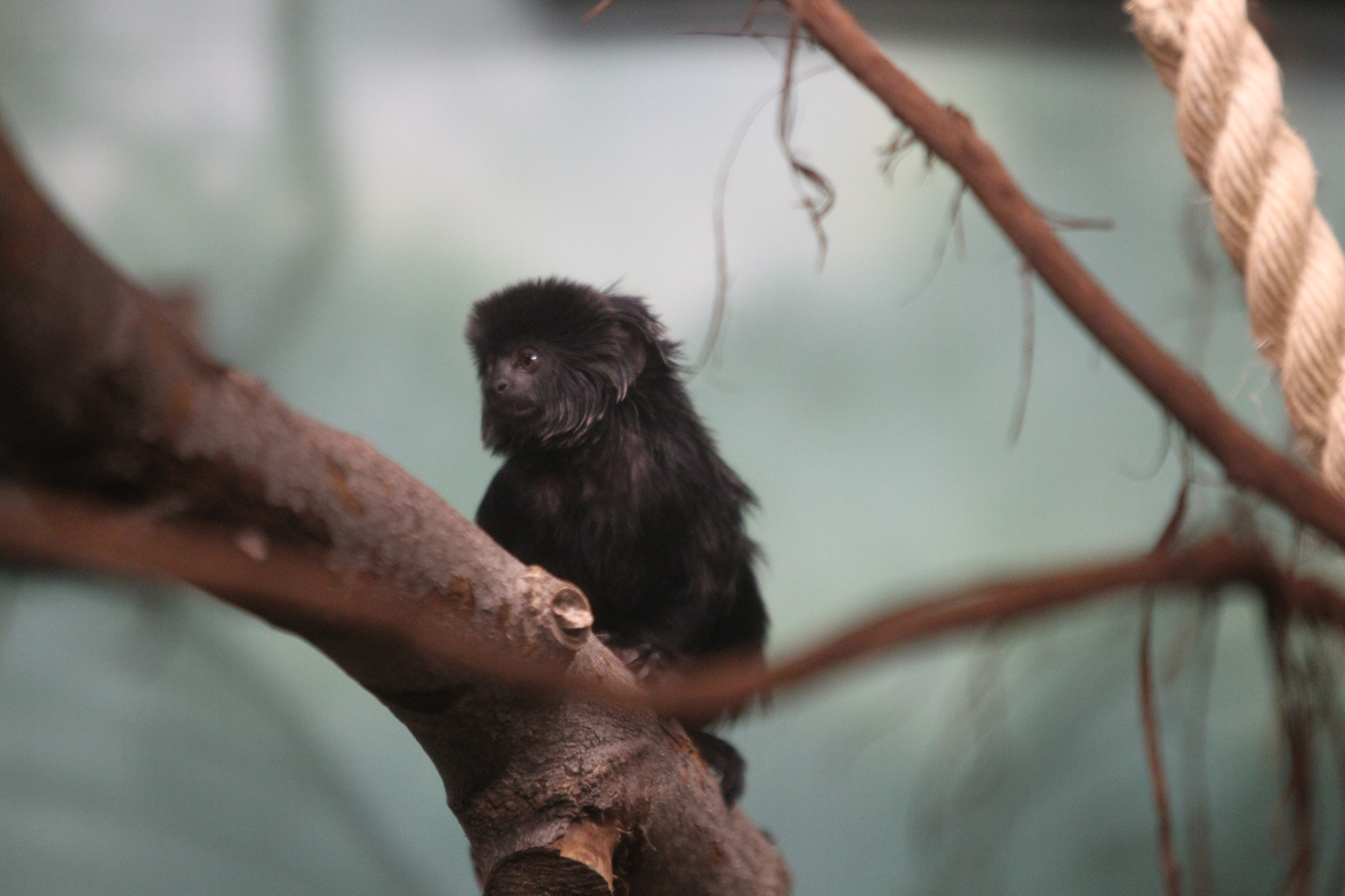 RainForest at Cleveland Zoo reopens - cleveland.com