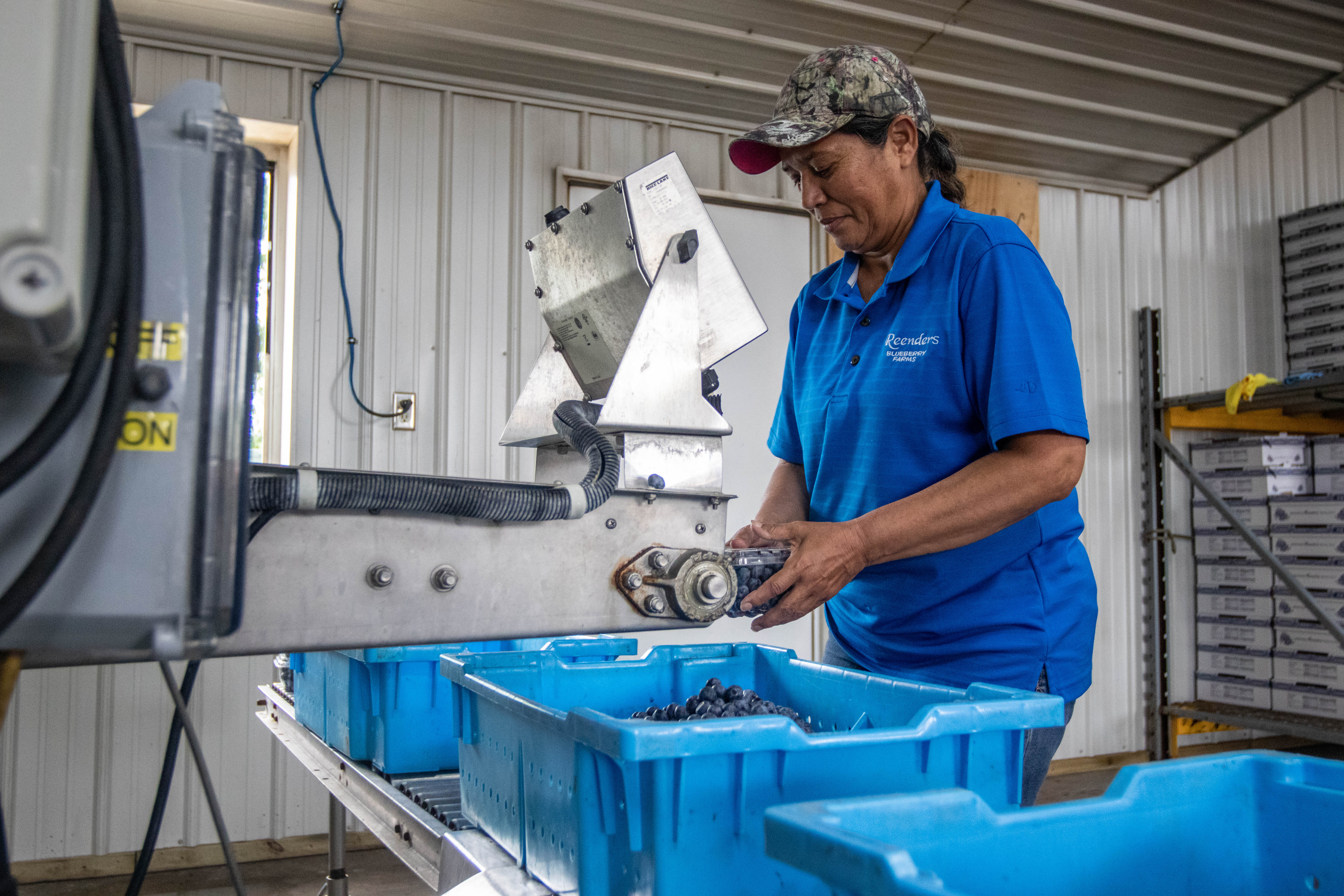 Reenders Blueberry Farms - mlive.com