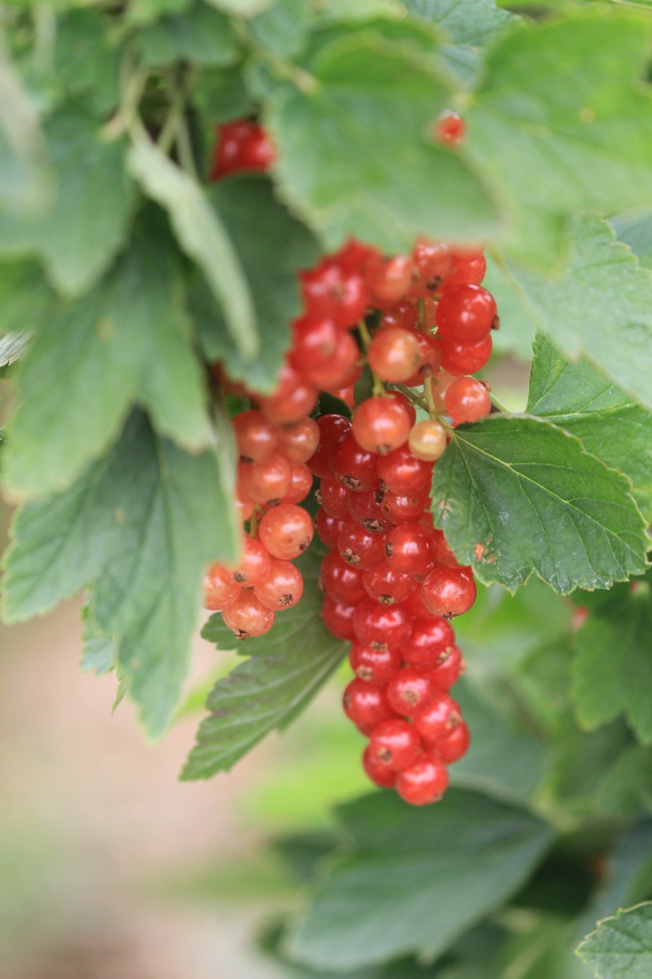 Quarry Hill Orchard in Berlin Heights - cleveland.com