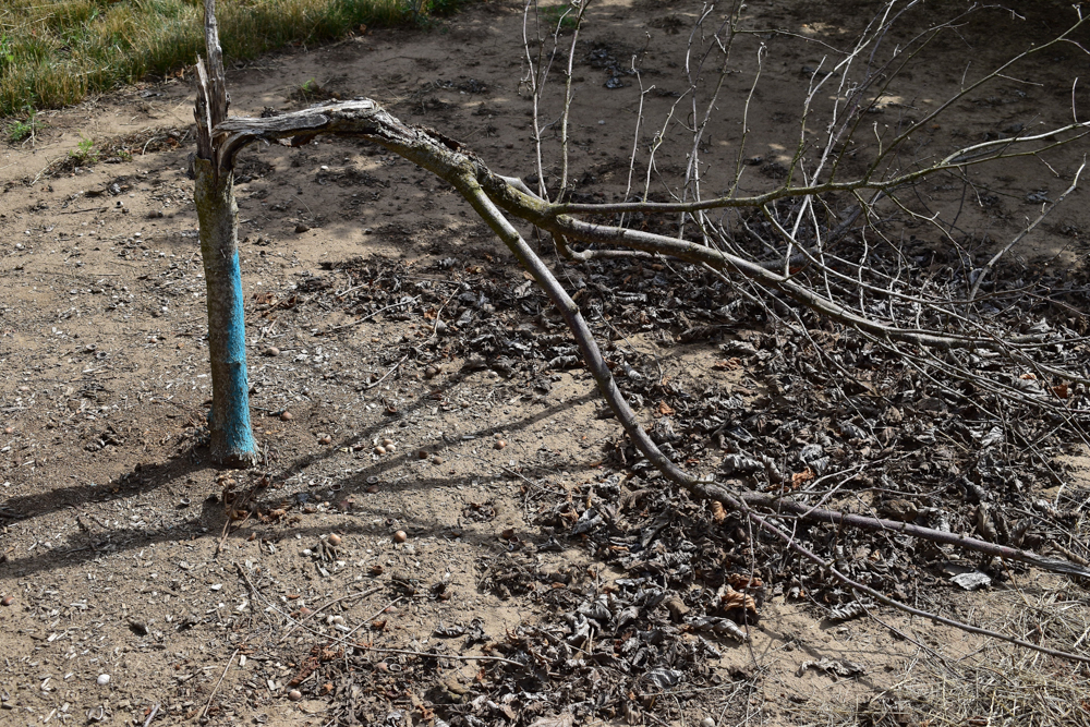 Oregon State scientist sees future in homegrown hazelnuts - oregonlive.com