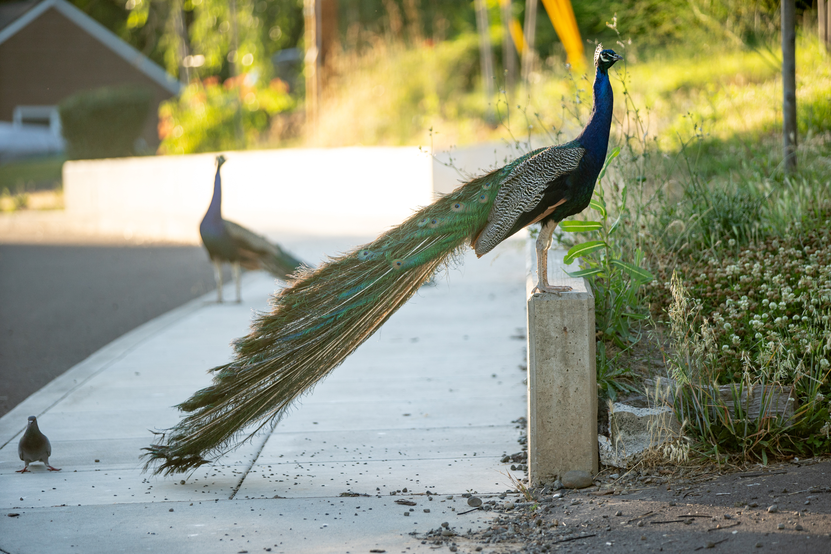 A ‘muster’ of peacocks has roamed this one Portland neighborhood for at ...