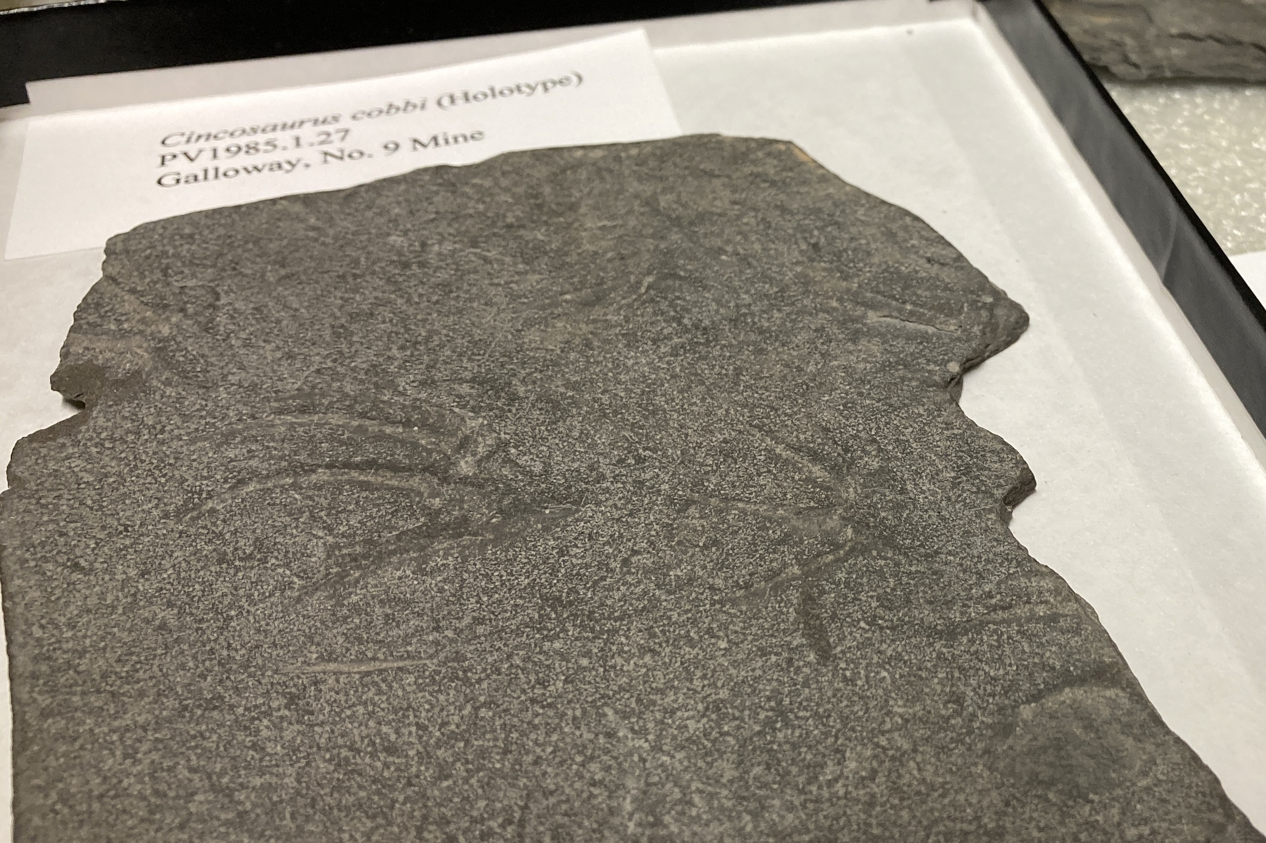 Ancient Alabama -- Coal swamps - al.com