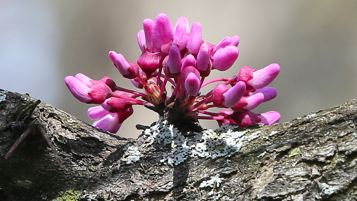 Spring is in the Northeast Ohio air 2022 - cleveland.com