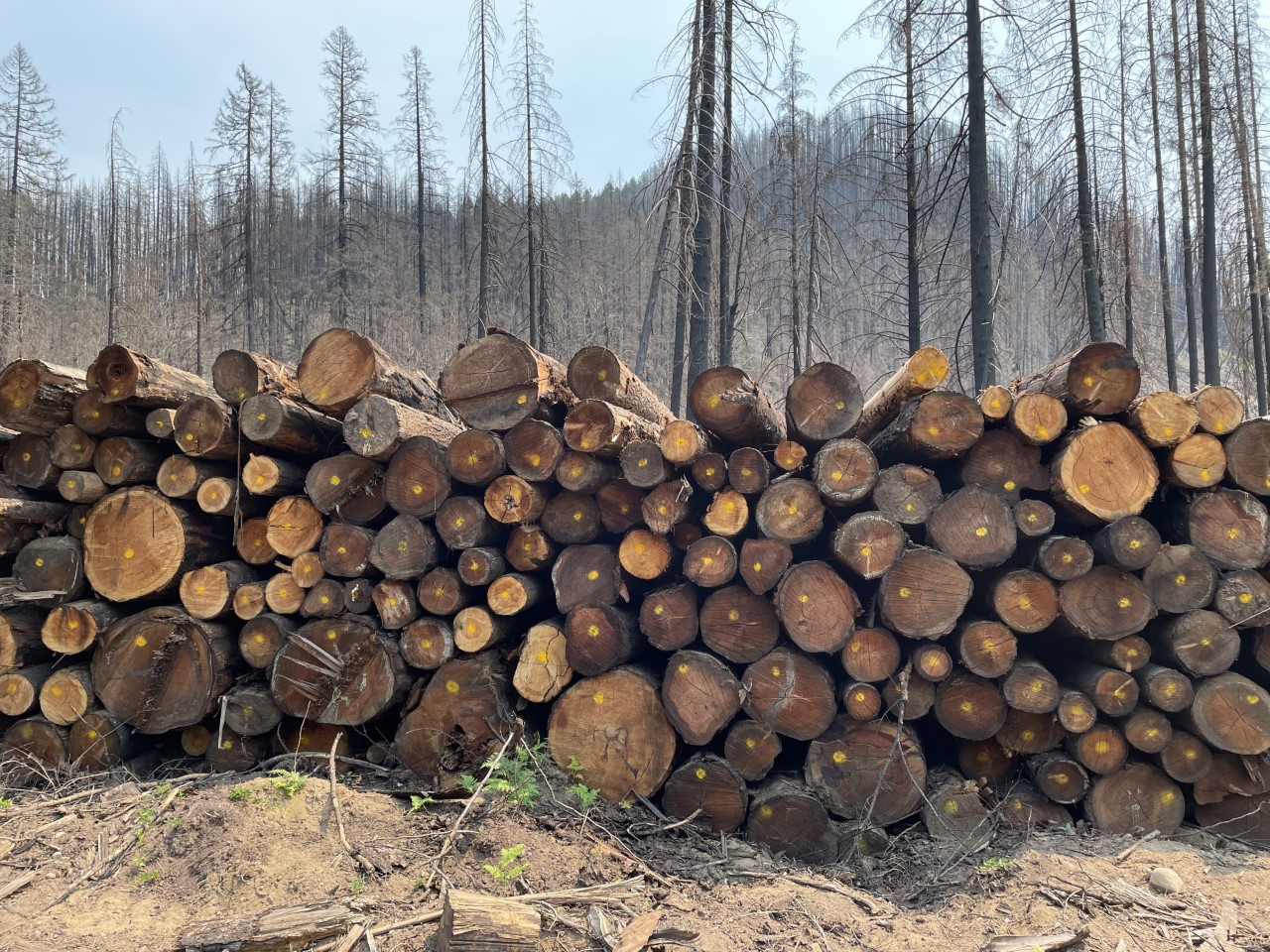 Oregon wildfires -- Santiam Canyon - August 2021 - oregonlive.com