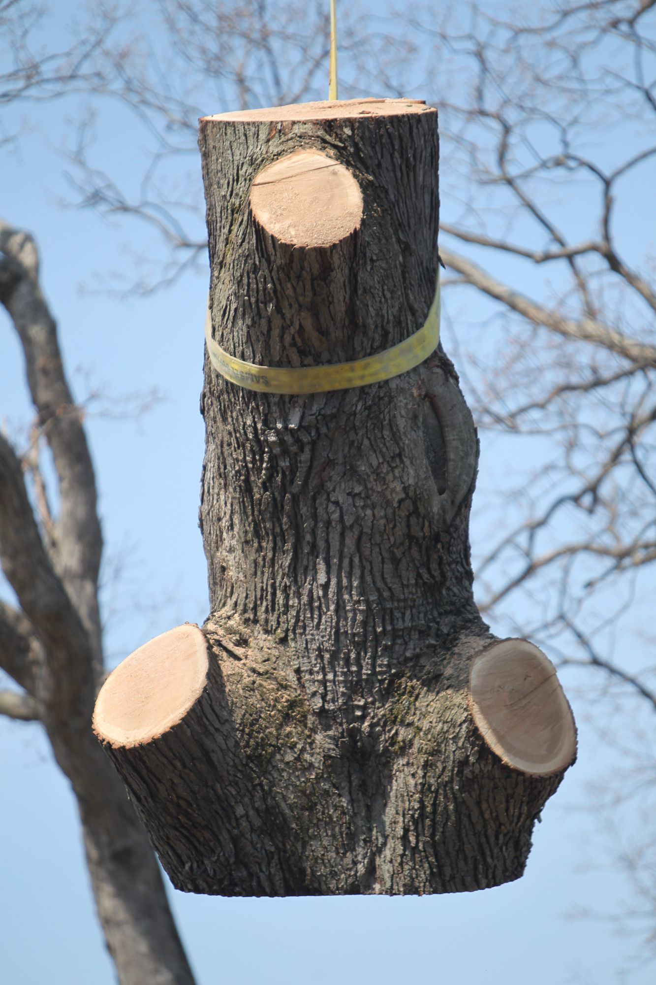 350-year-old oak tree cut down in Bay Village - cleveland.com