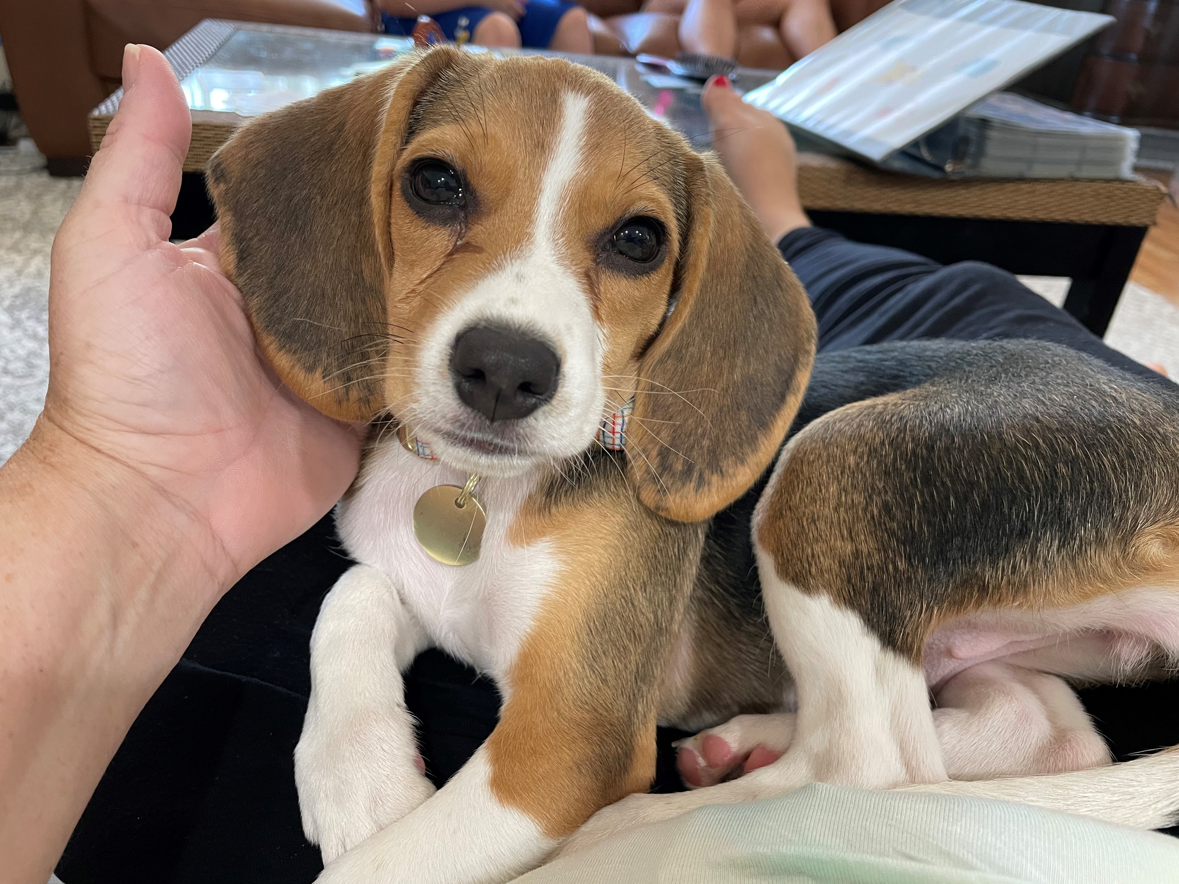 Successful Envigo Beagle Adoptions through the MSPCA-Angell and ...