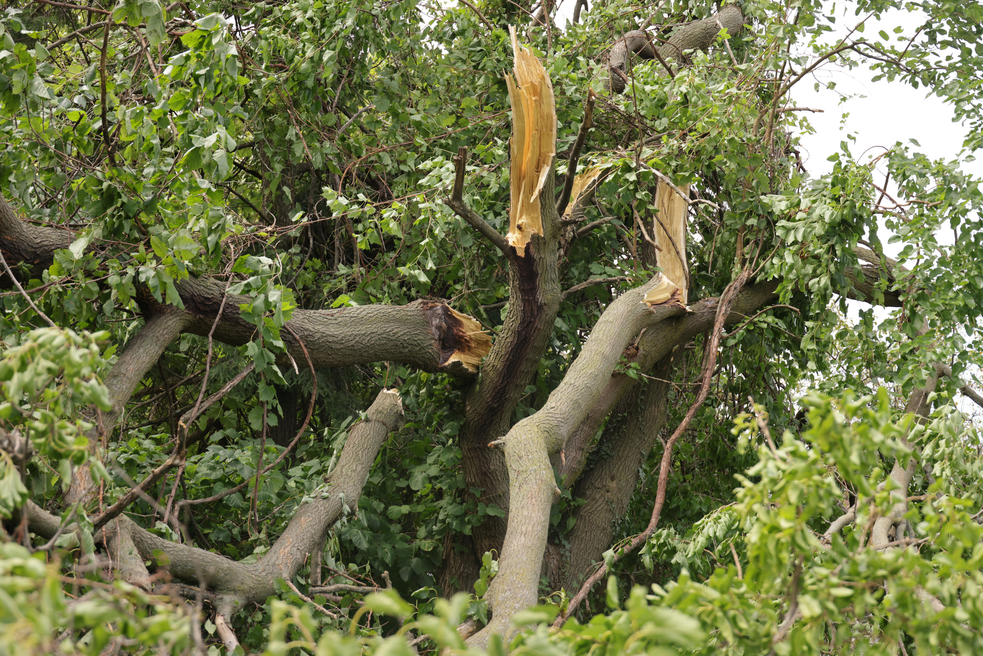 Storm damage around Northeast Ohio, August 7, 2024 - cleveland.com