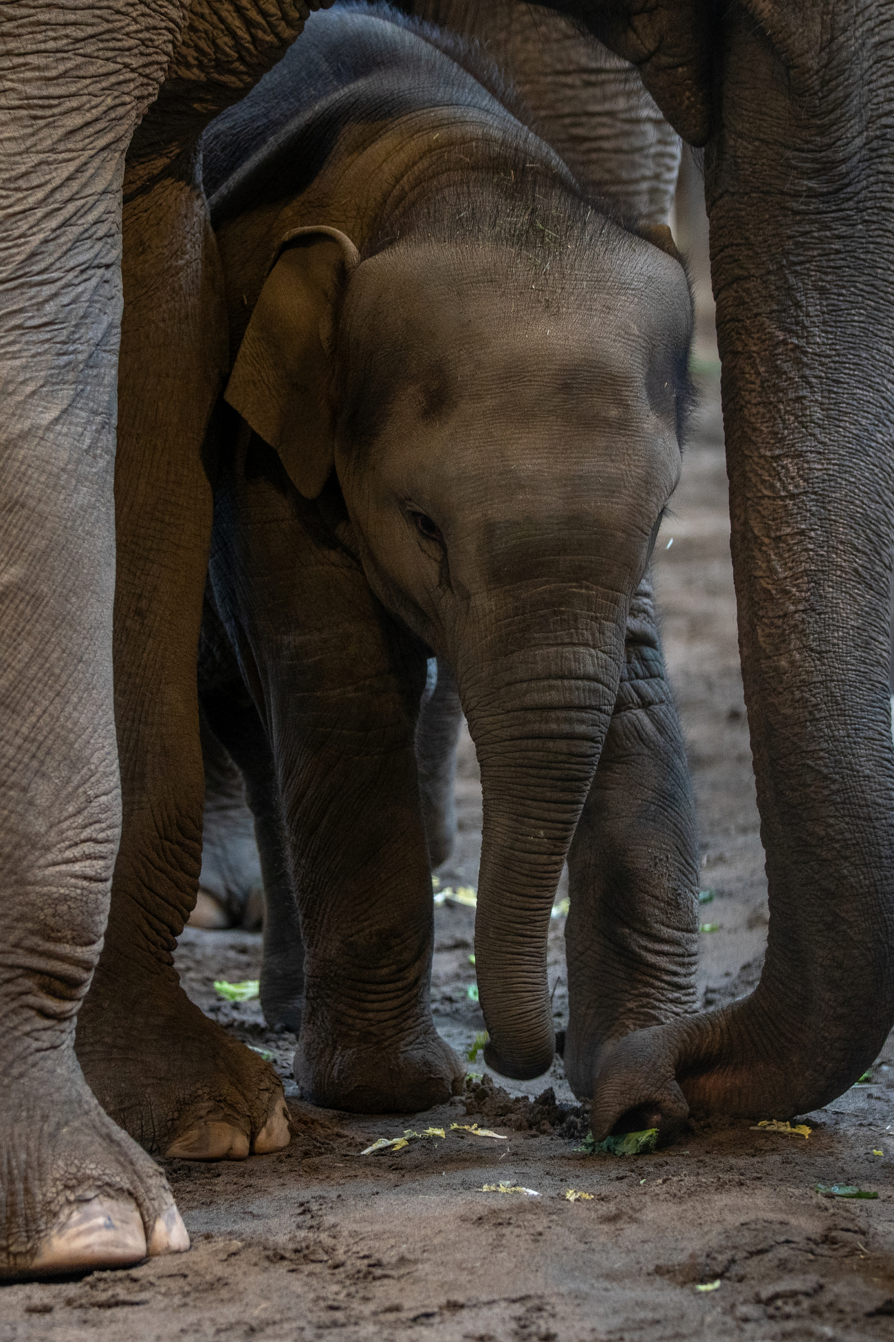Tula-Tu’s first birthday at the Oregon Zoo - oregonlive.com