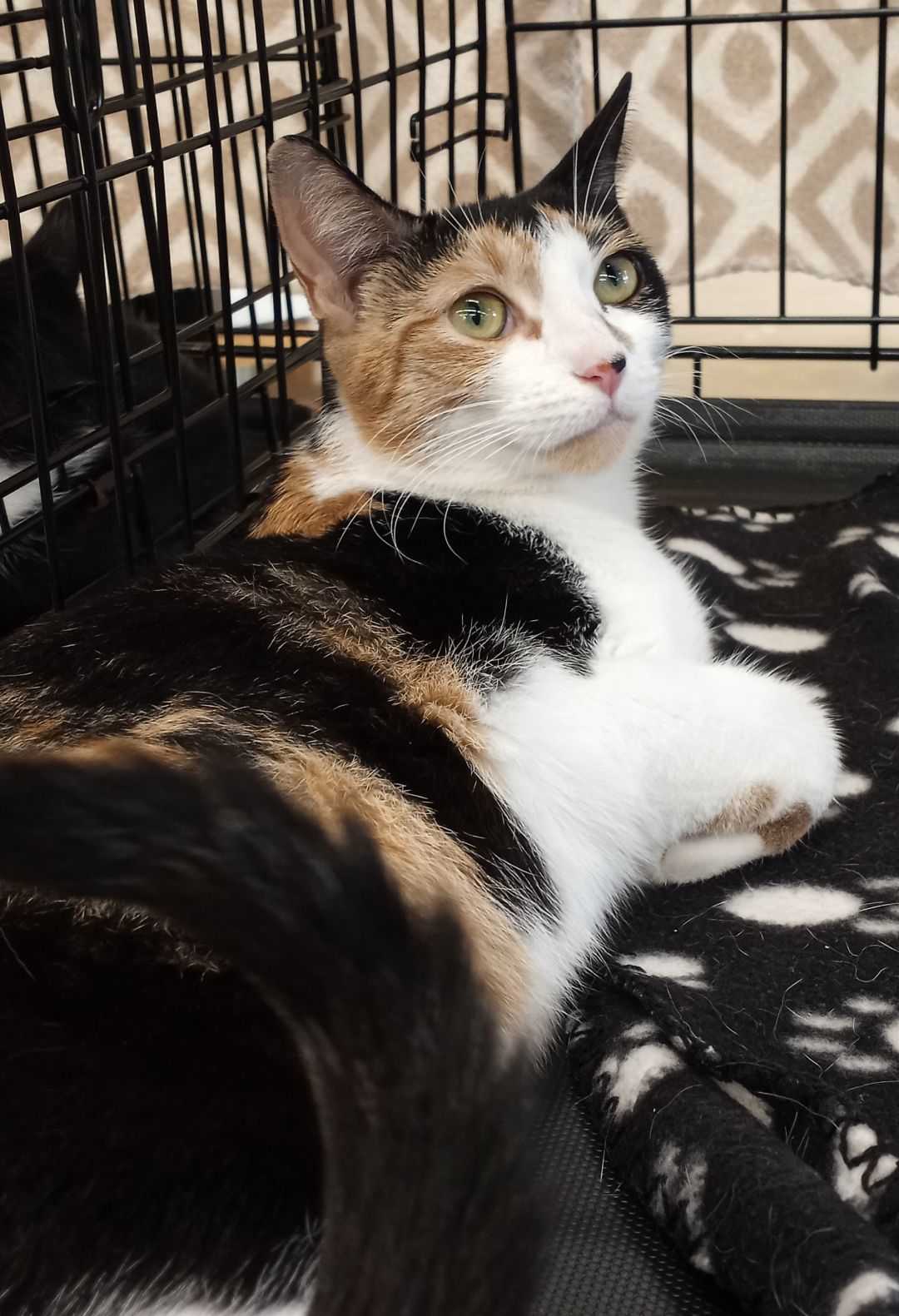 Celebrate your Labor Day weekend with an adoptable pet. Sep 4-5 ...