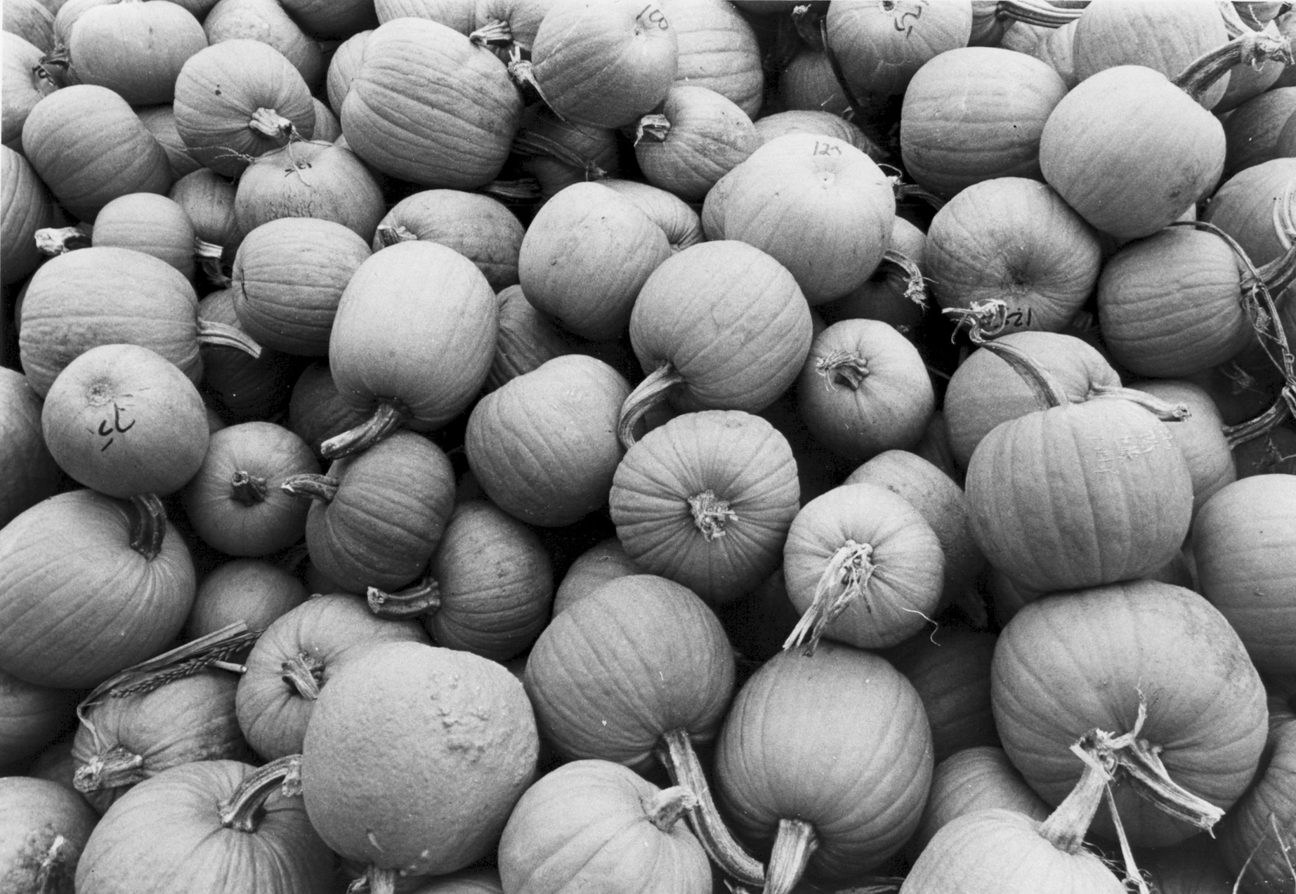 Staten Island pumpkin fun | Then and now - silive.com