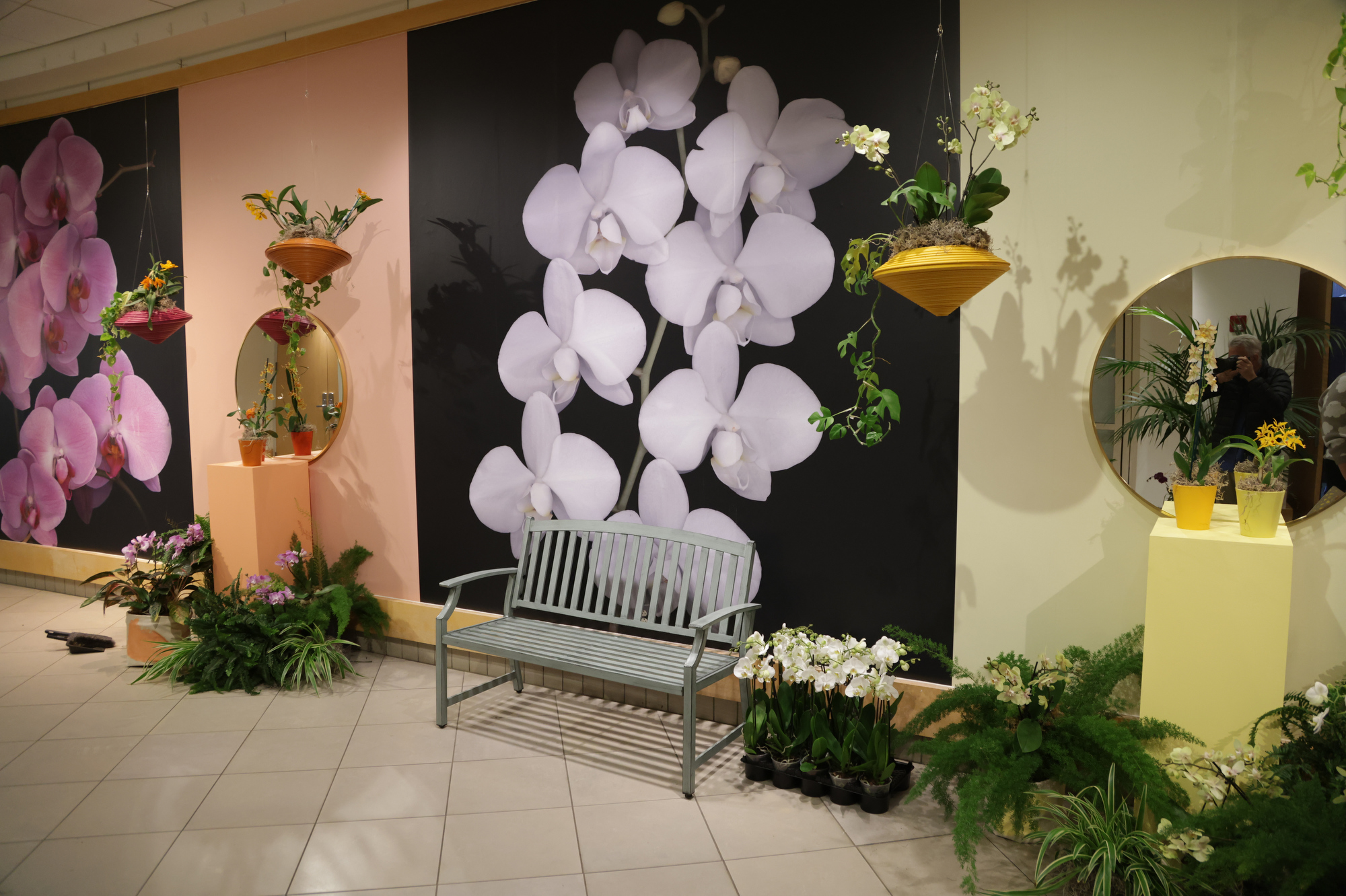 2023 Cleveland Botanical Garden’s Orchid show - cleveland.com