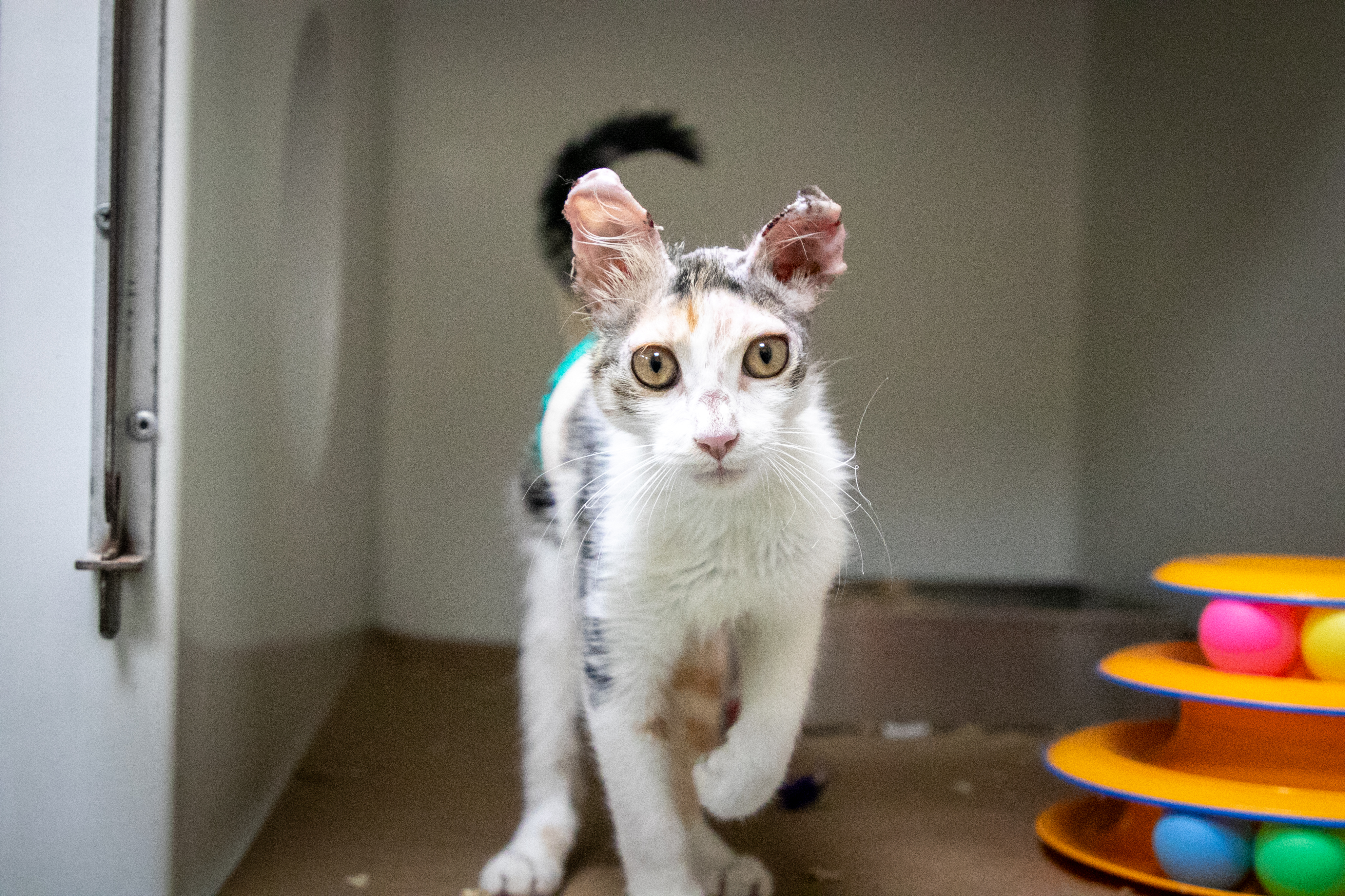 Cynthia, burned and injured kitten recovering through ARL - masslive.com