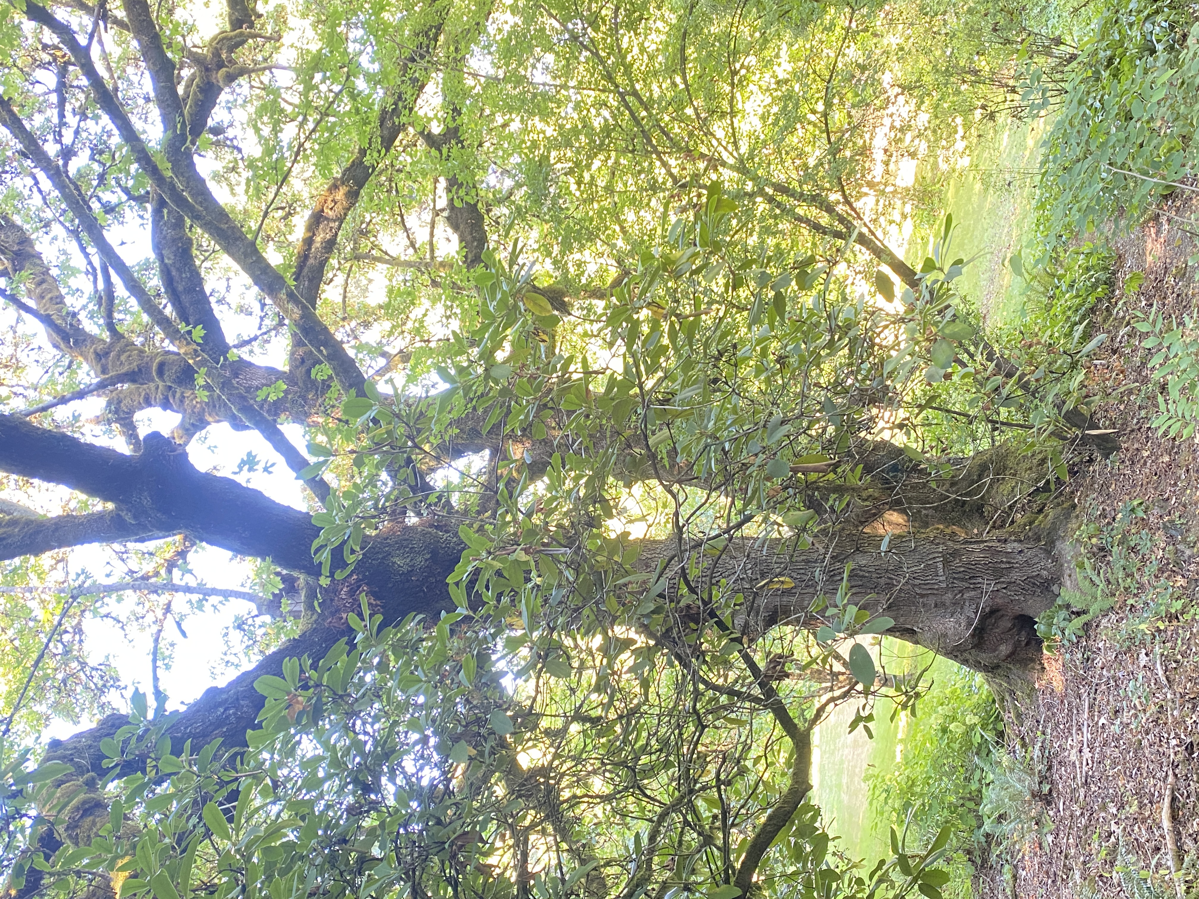 Elk Rock Garden - oregonlive.com