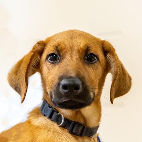 Dakin Humane Society helps rescue more than 350 dogs and cats from ...