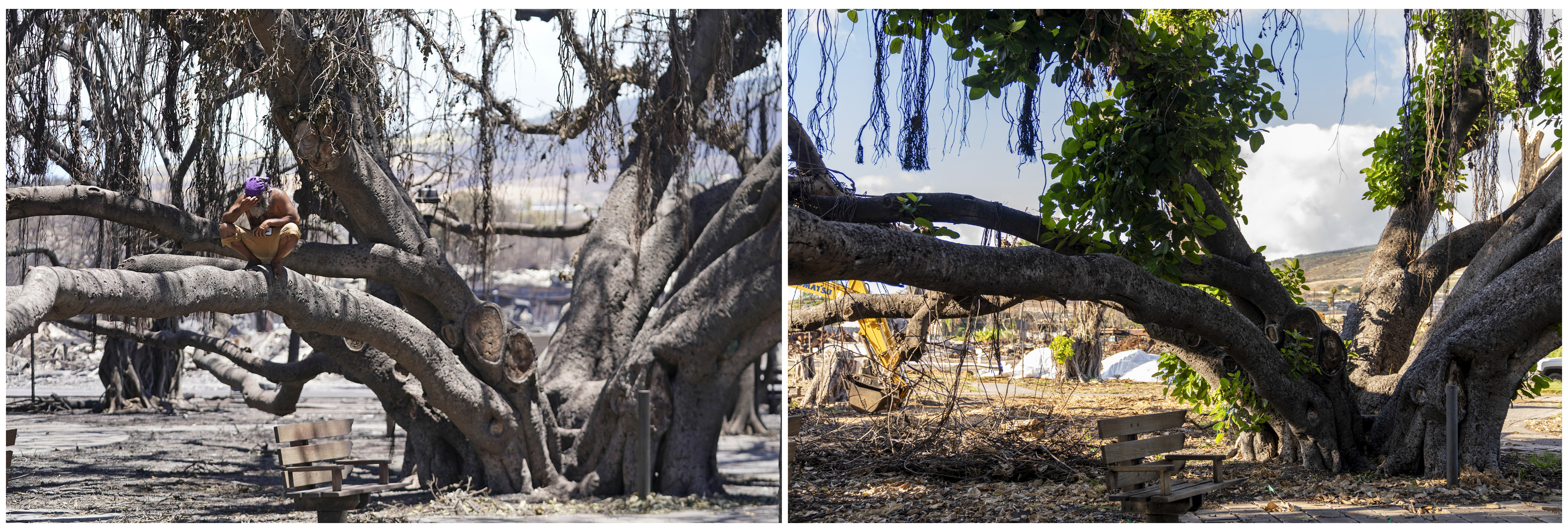 Burned banyan tree makes a comeback - pennlive.com