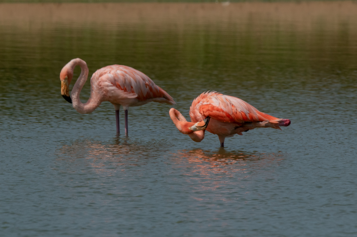 Flamingos in Alabama - al.com