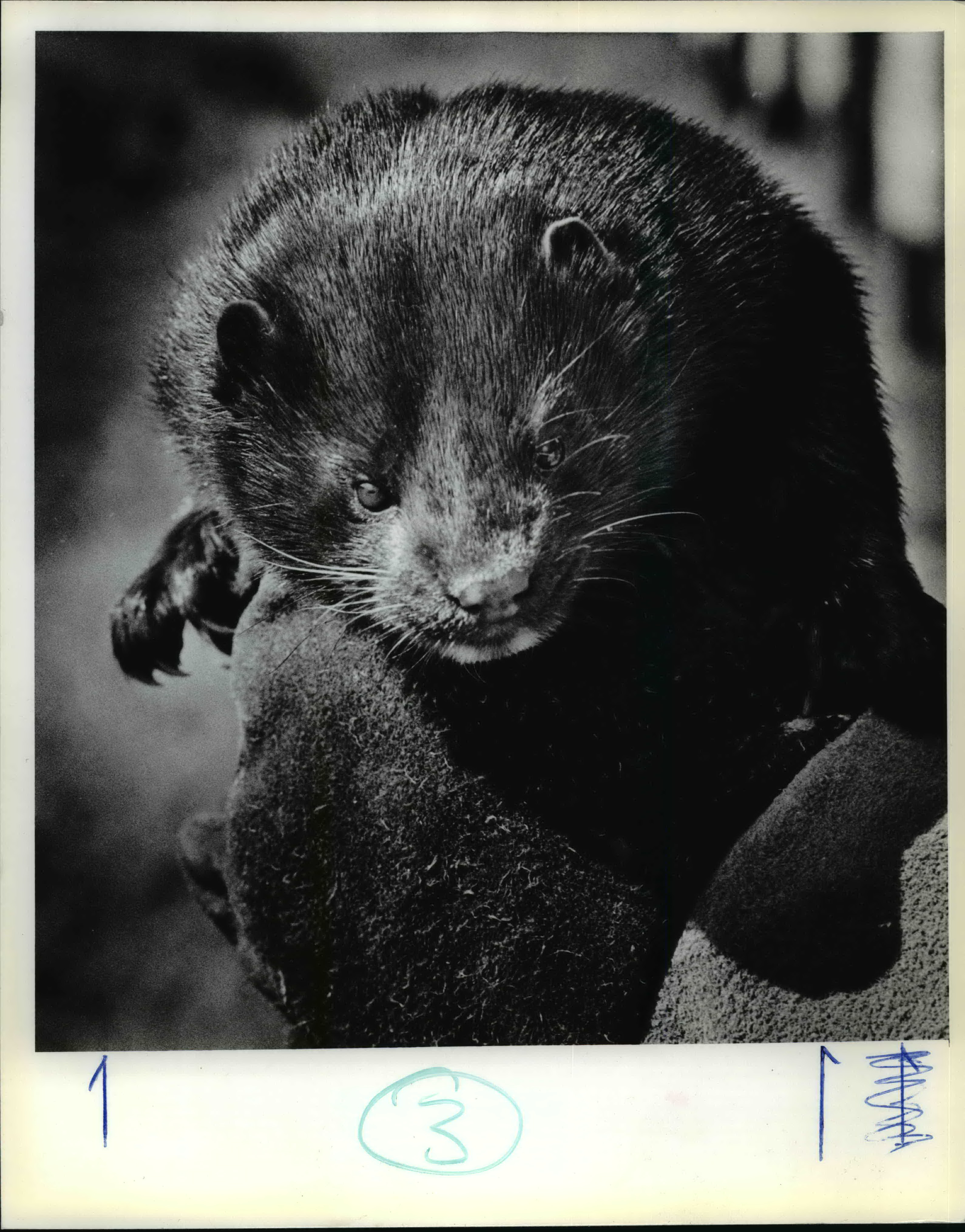 The American mink farmed and in the wild - oregonlive.com