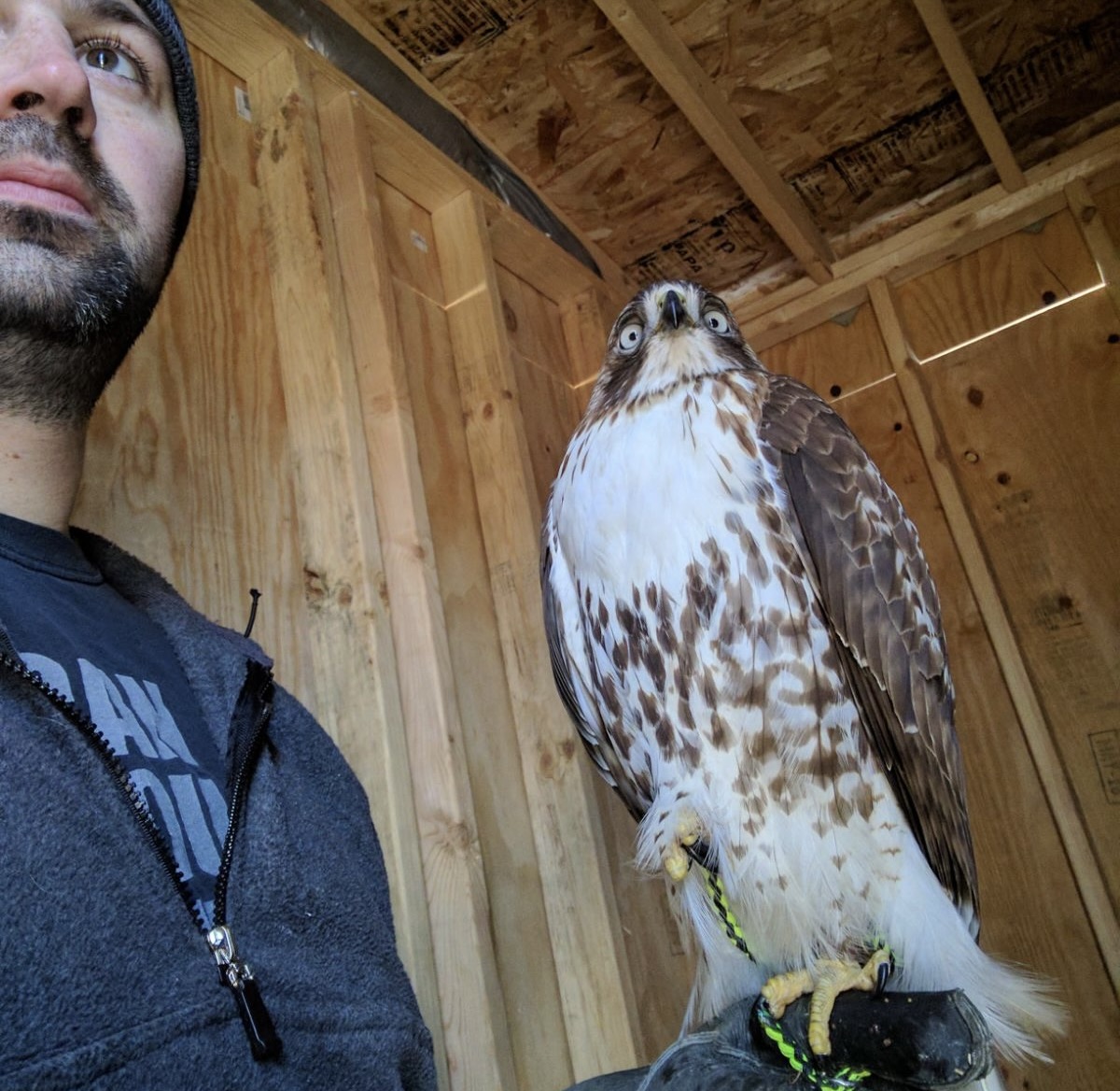 Eagle Owl Foundation in Palmer aims to support birds of prey - masslive.com