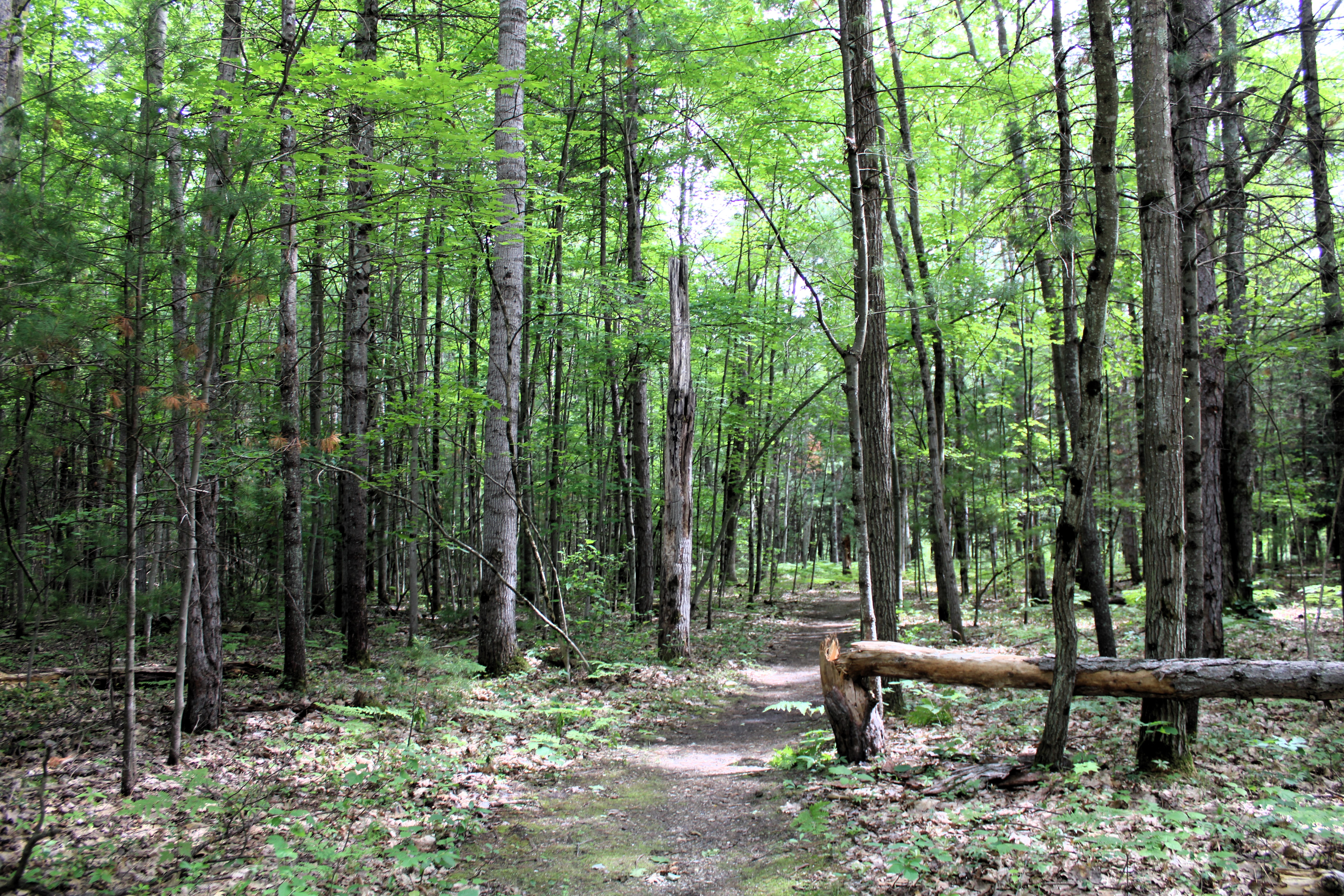 Arboretum Trail shows off 1940s tree experiment - mlive.com
