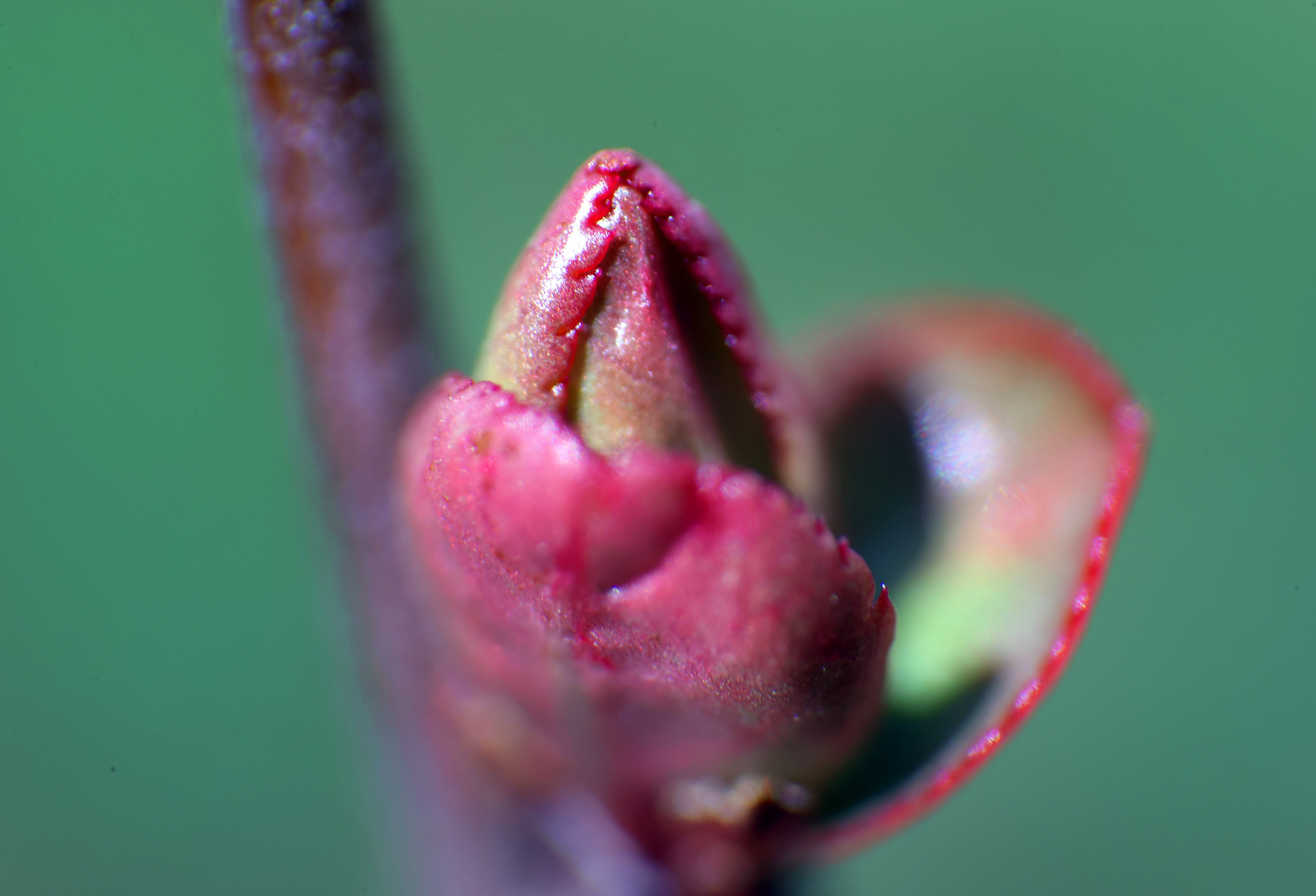 Spring blooms in Northeast Ohio - cleveland.com