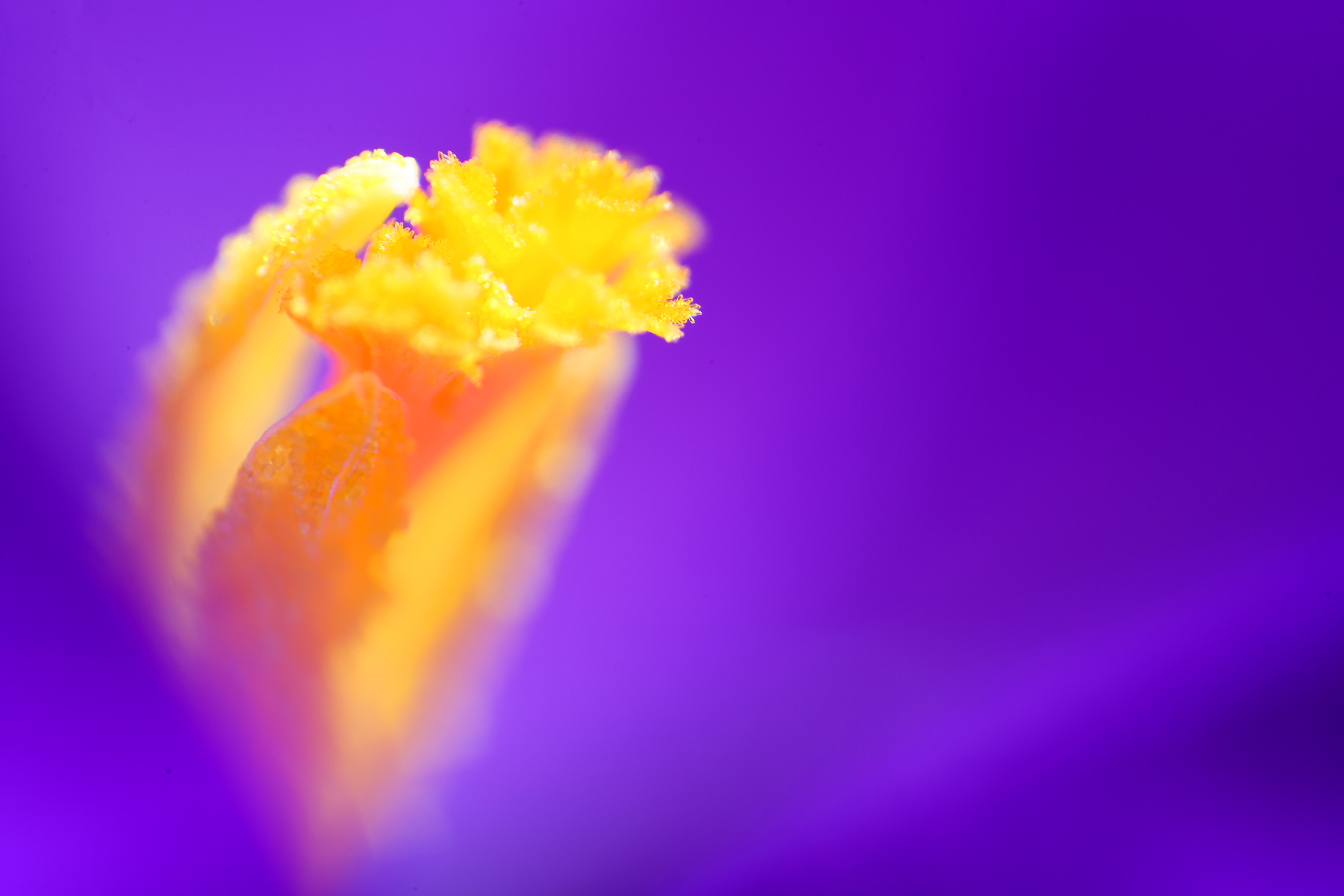 Spring blooms in Northeast Ohio - cleveland.com