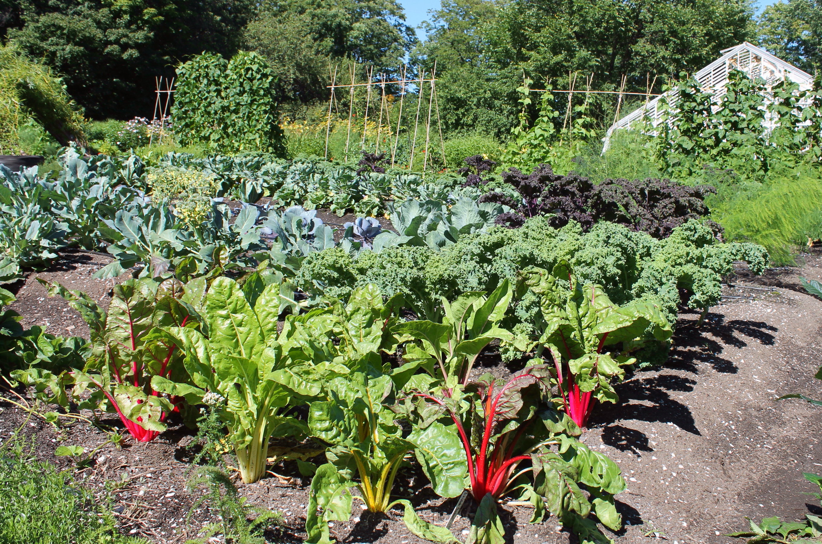 Growing Vegetables For Beginners Our Top 10 Countdown Of Easy To Grow