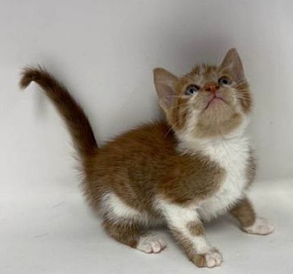 Let the fun begin! Rescued pets searching for a their forever family ...