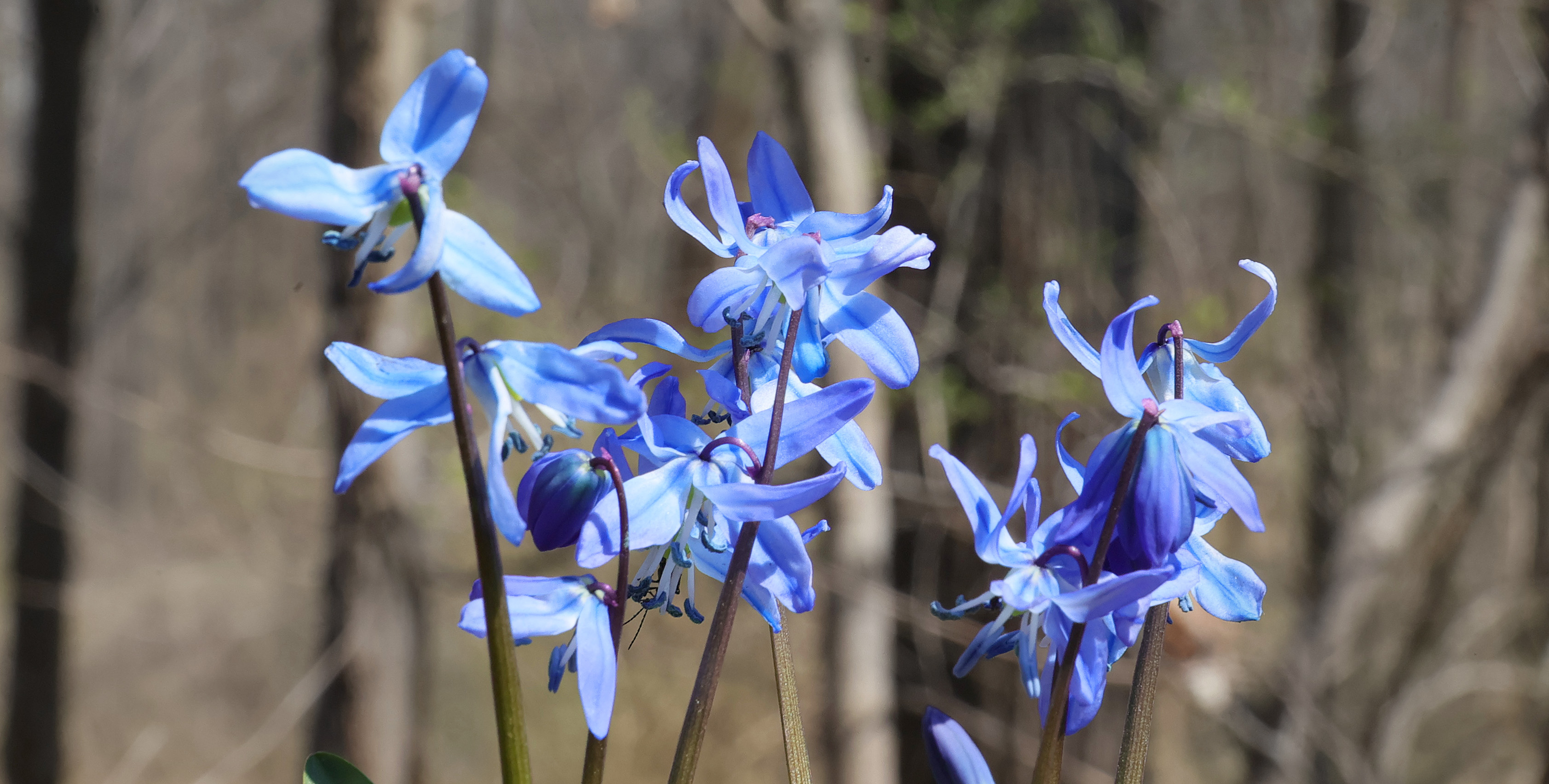The beauty of Spring 2023 in Northeast Ohio - cleveland.com